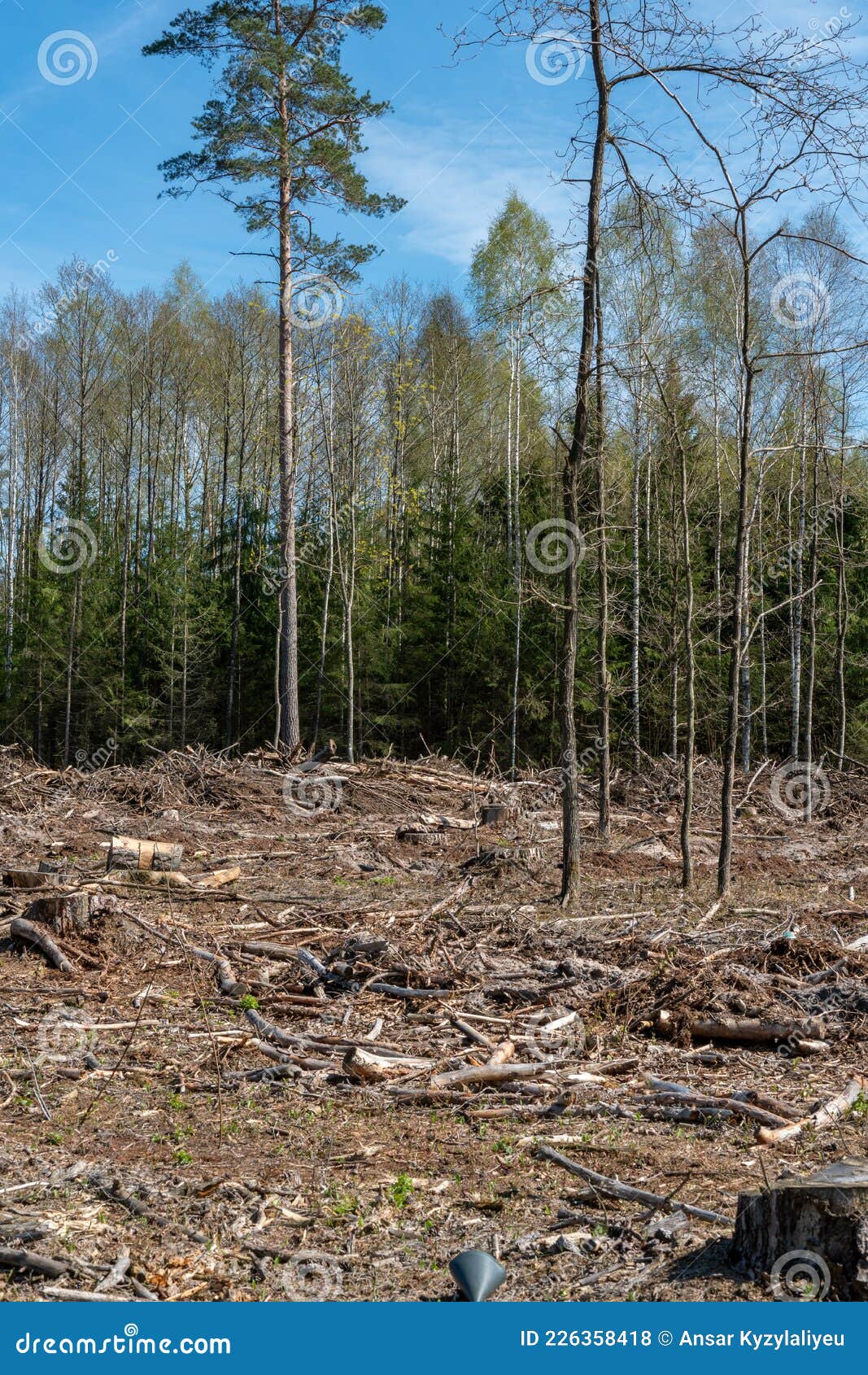 A Large Clearing with Stumps after Deforestation on the Background of a ...