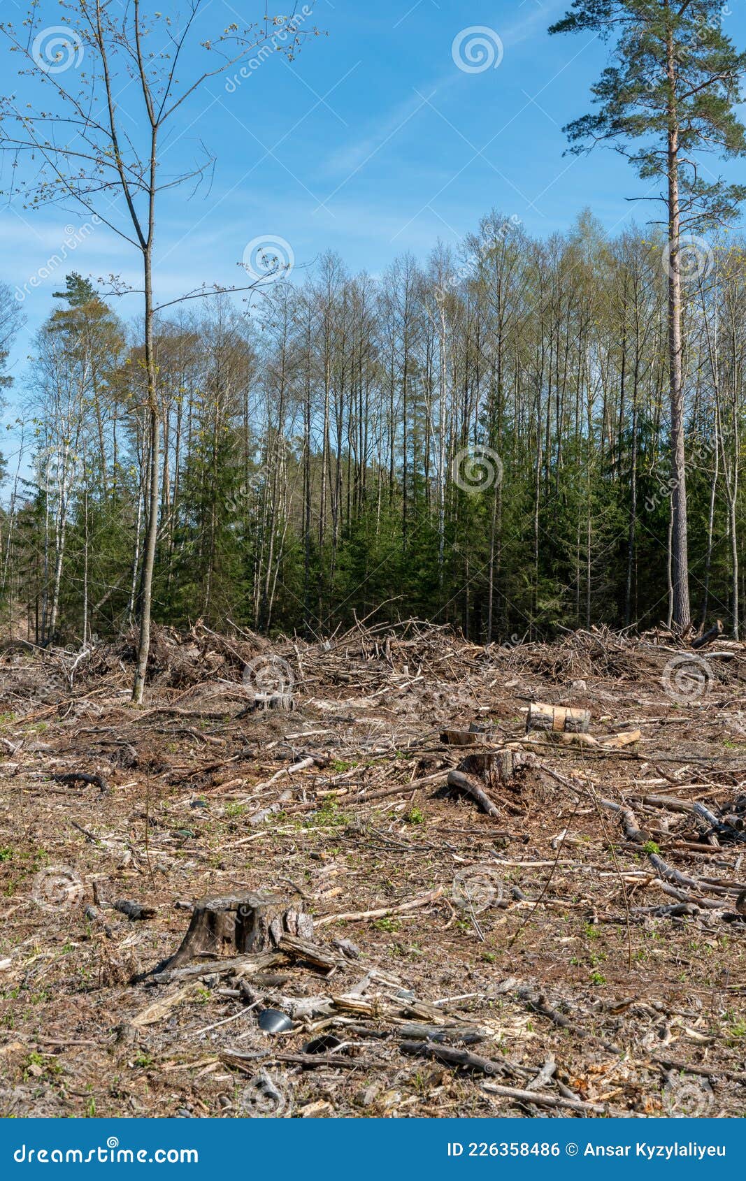 A Large Clearing With Stumps After Deforestation On The Background Of A ...