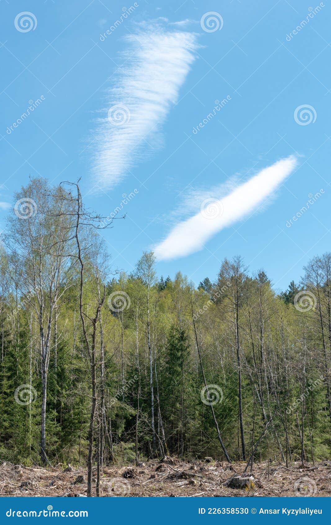 A Large Clearing with Stumps after Deforestation on the Background of a ...