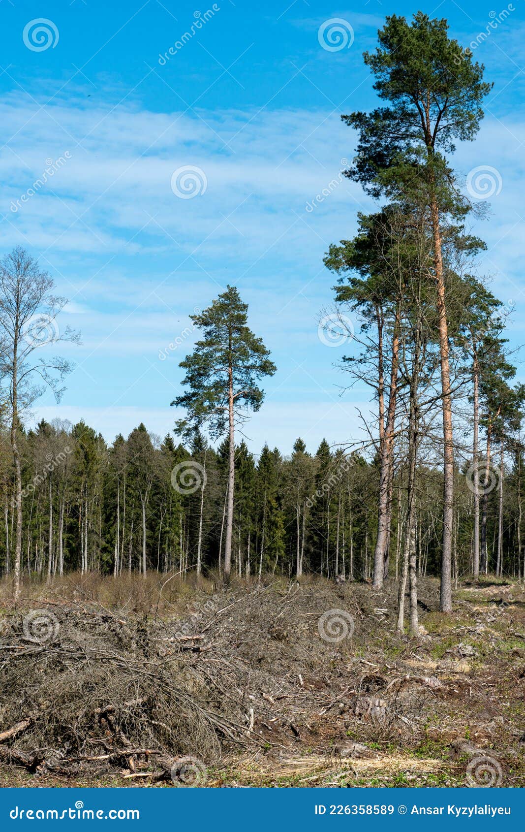 A Large Clearing with Stumps after Deforestation on the Background of a ...