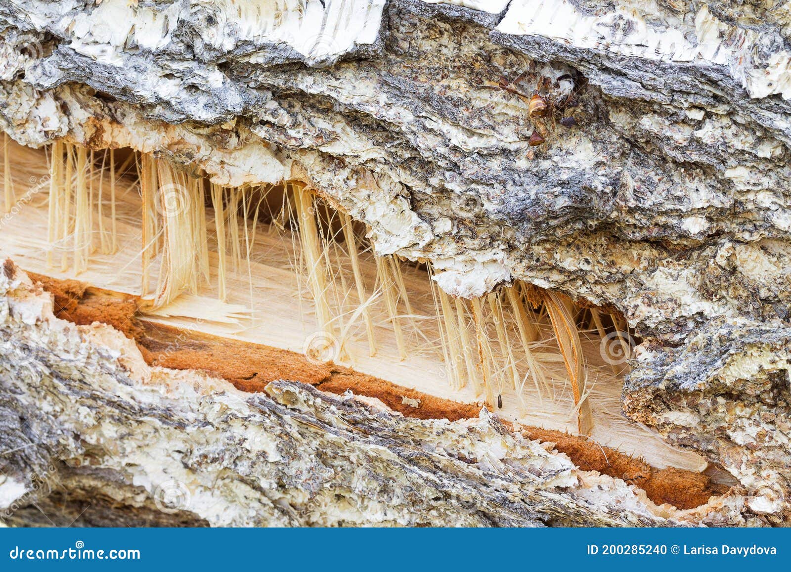 Cleft Timber Royalty-Free Stock Photography | CartoonDealer.com #20476199
