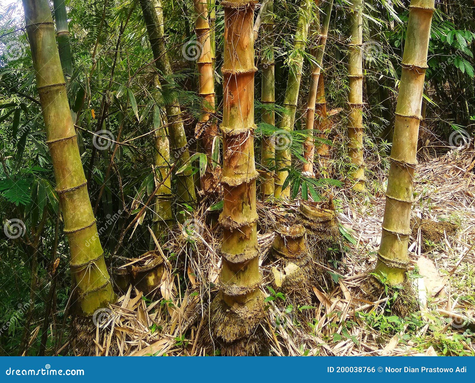 A large clump of bamboo stock photo. Image of nature - 200038766