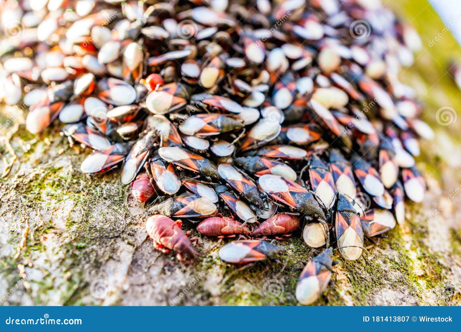 Large Cluster of Aphid Insects on a Surface of a Tree Stock Image ...