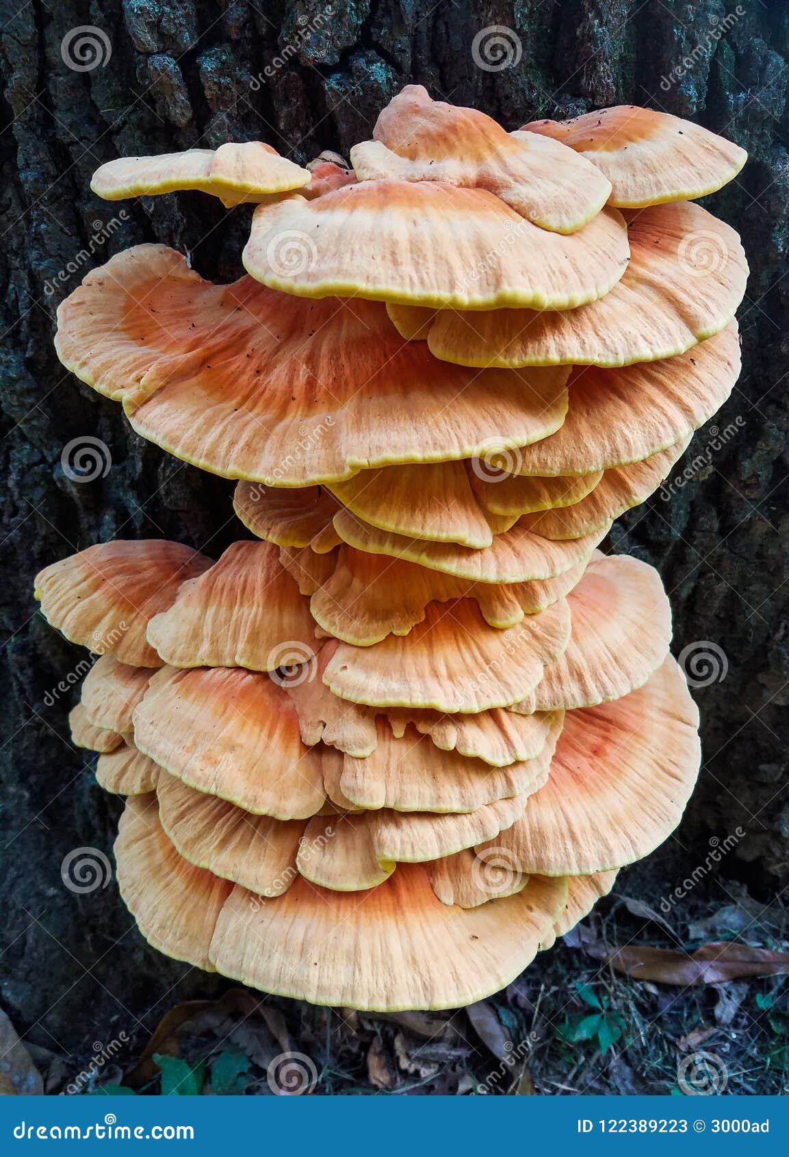 Mushroom Clusters Growing on a Tree Stock Image - Image of close ...