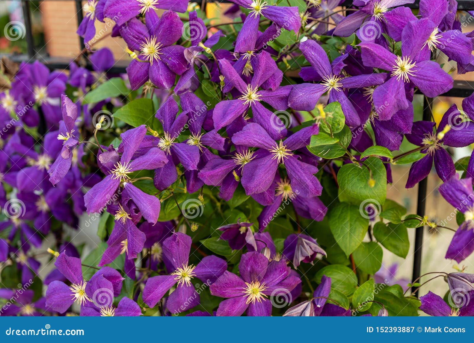 Large Cluster of Medium Sized Puple Flowers Stock Image - Image of ...