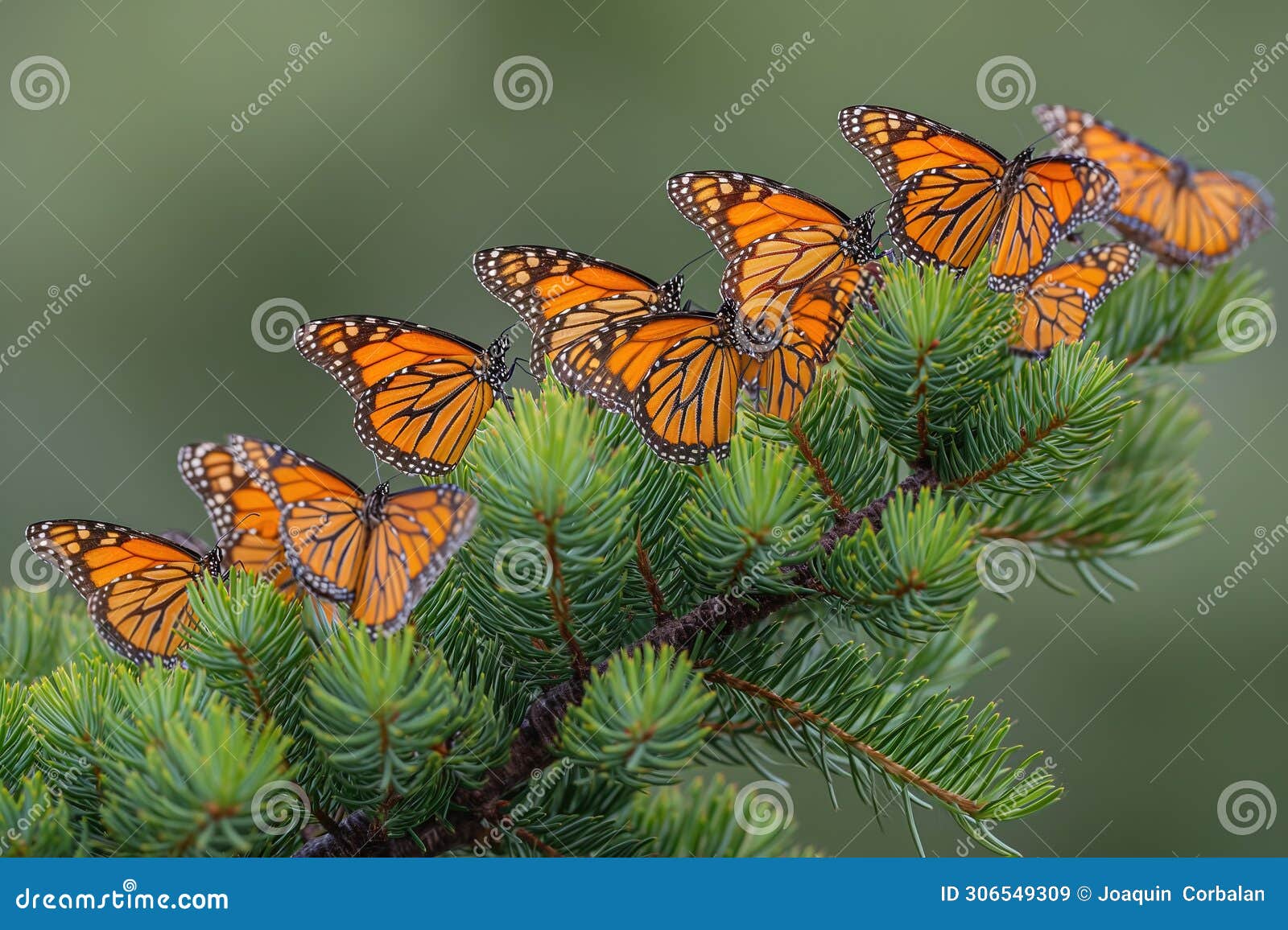 Large Cluster of Migrating Monarch Butterflies on Juniper Tree Branch ...
