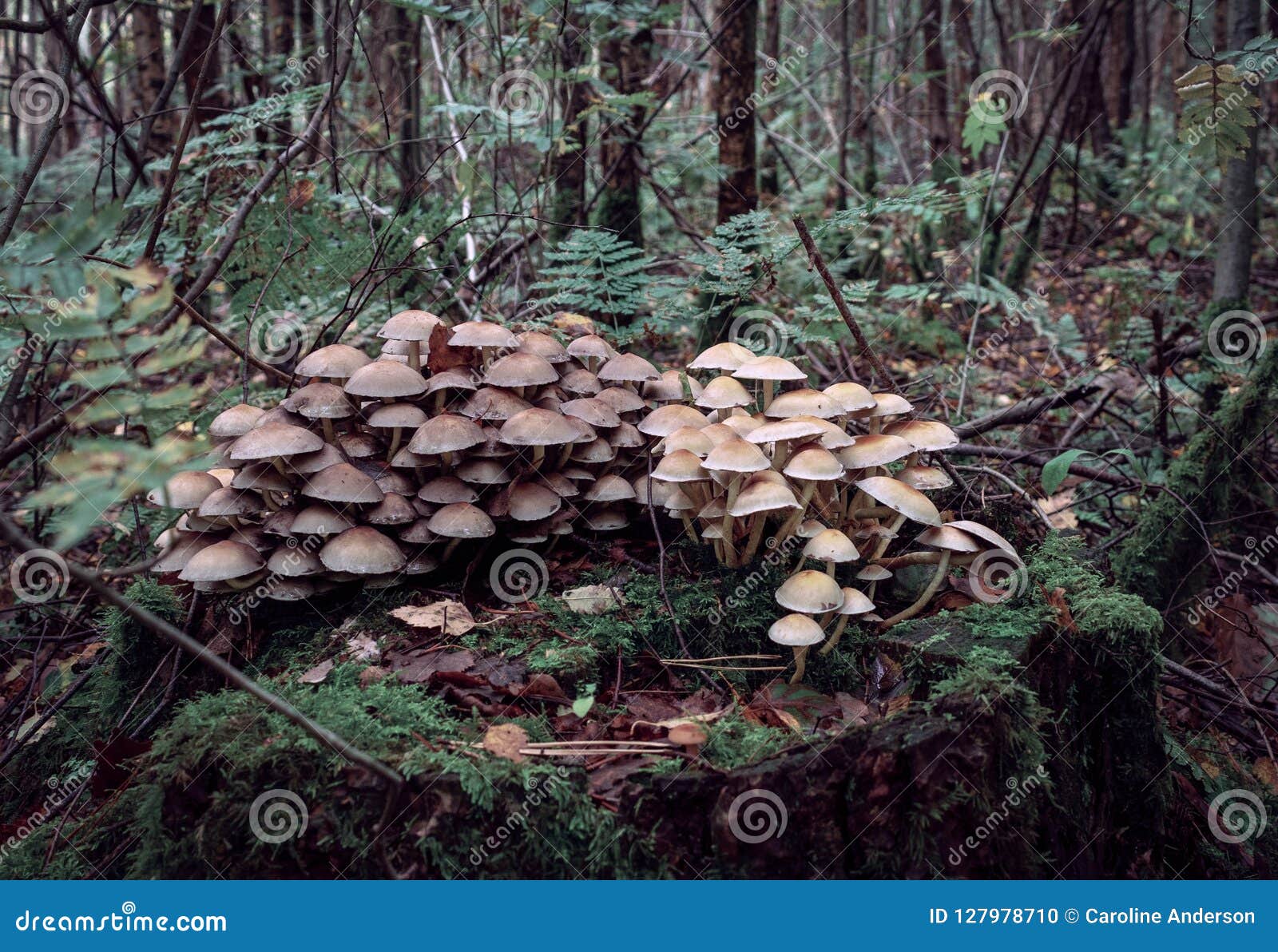 A Large Cluster of Wild Mushroom, Toadstools. Stock Photo - Image of ...