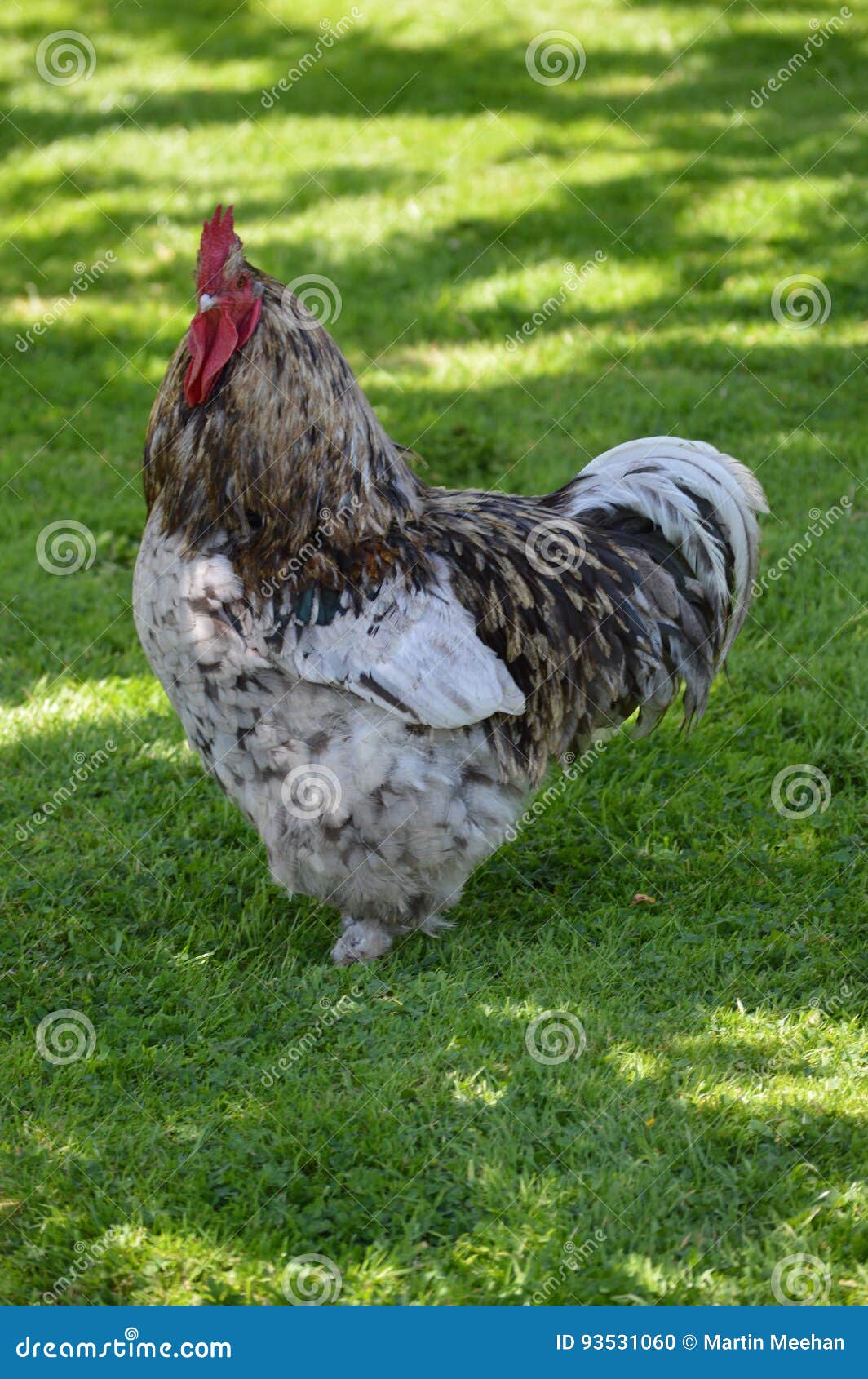 Large Cockerel. stock photo. Image of chicken, bird, male - 93531060