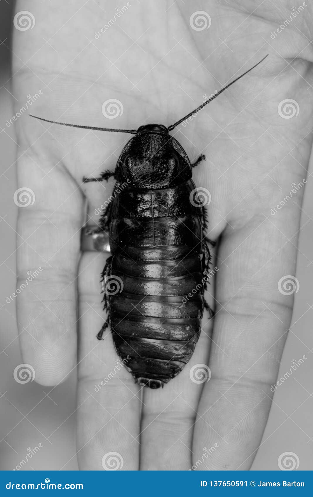 Large Cockroach Sat on Hand Stock Image - Image of animal, disease ...