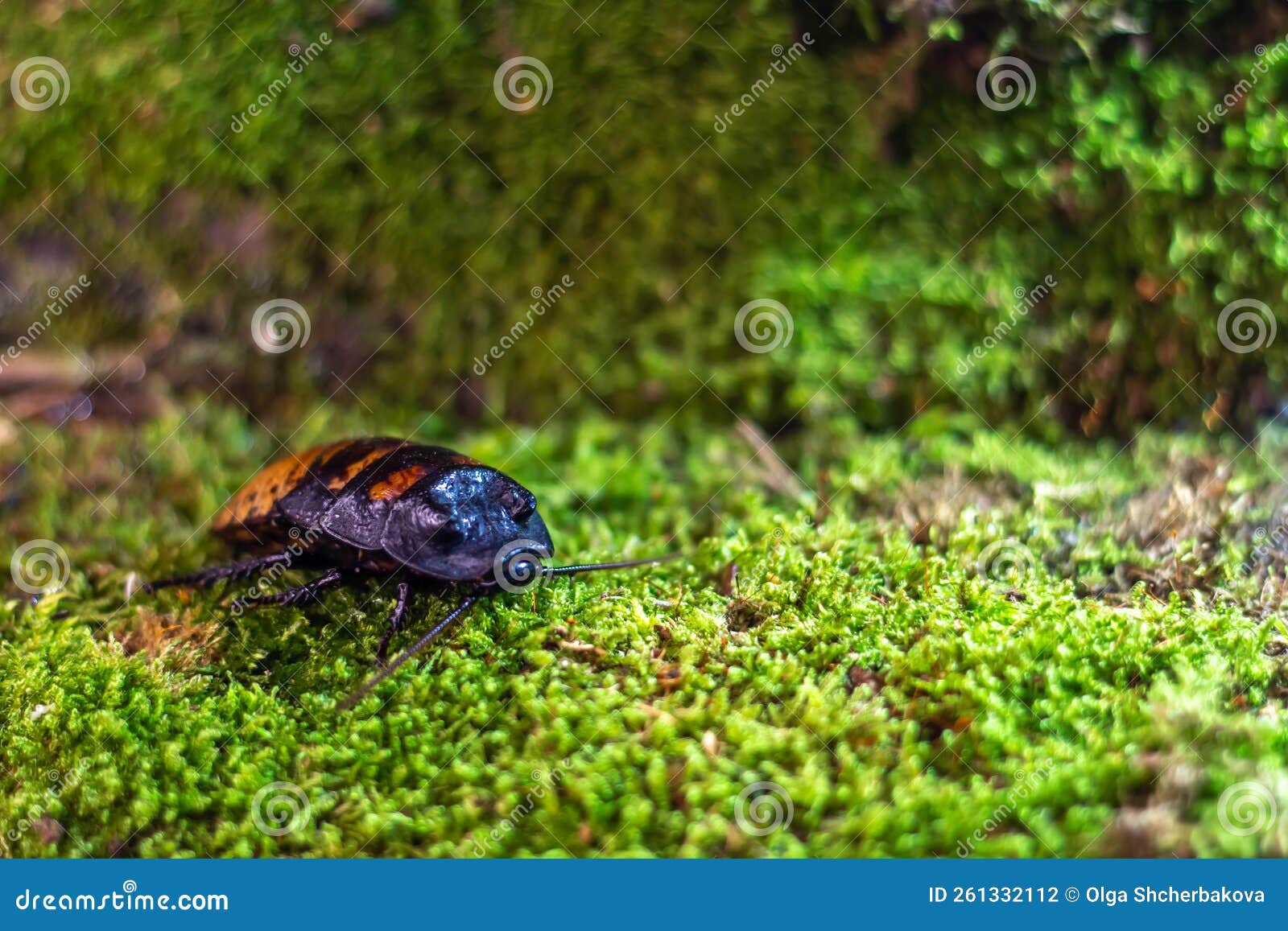 A Large Cockroach Sits on the Moss in Close-up Stock Photo - Image of ...