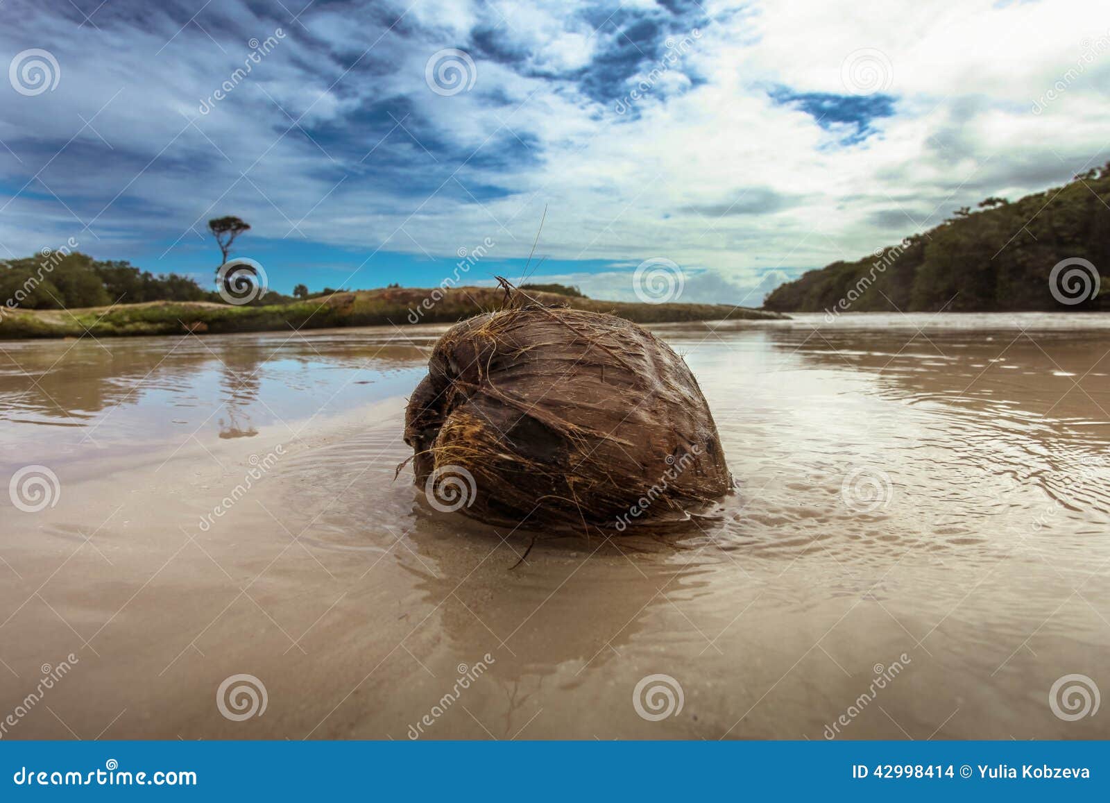 Large coconut stock photo. Image of island, nature, summer - 42998414