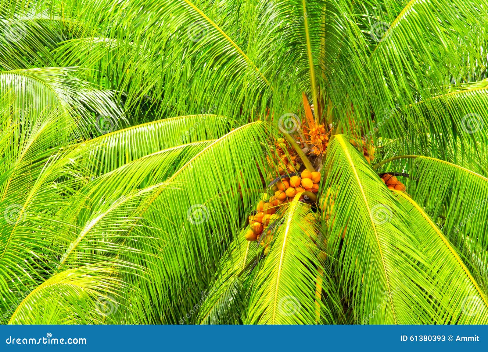 Large Coconut Palm Tree stock image. Image of plant, coastline - 61380393