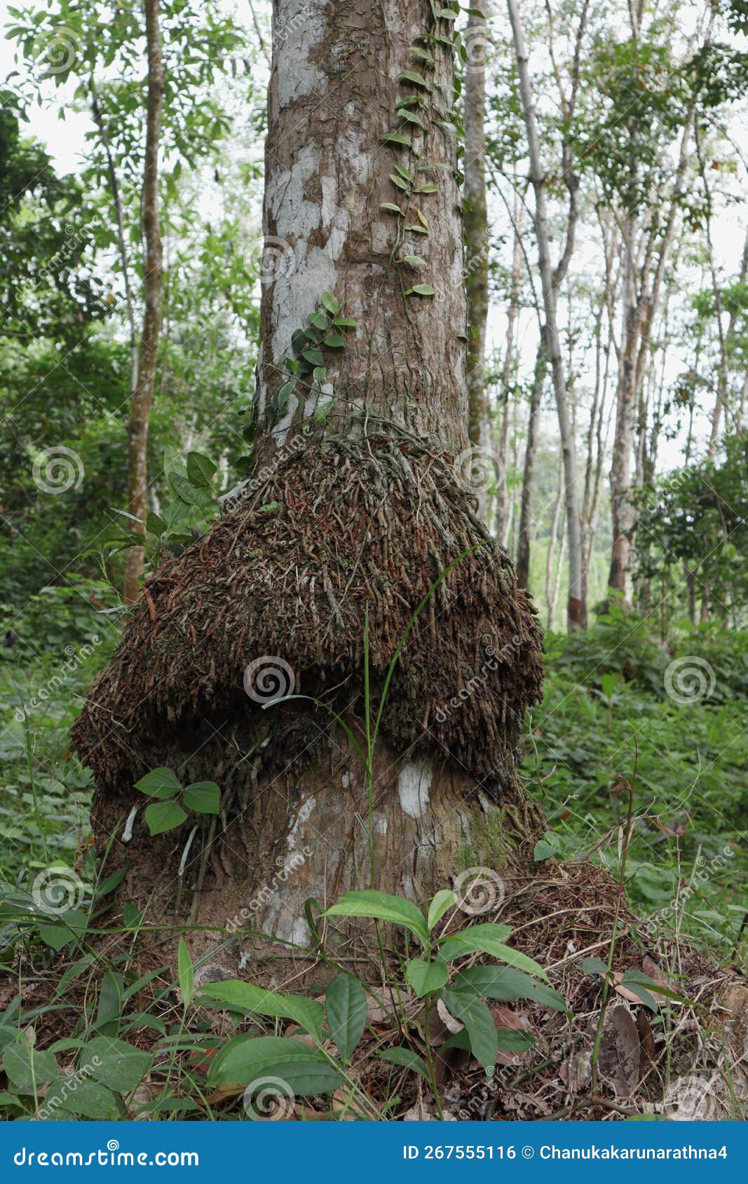 A Large Coconut Trunk with Aerial Roots on the Stem Stock Photo - Image ...