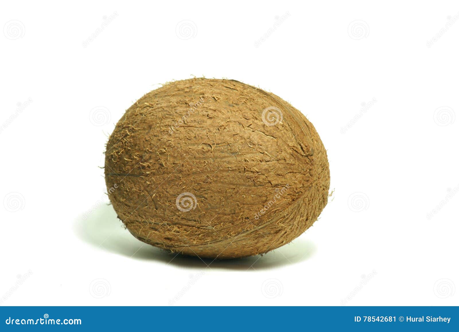 Large coconut 3 stock image. Image of nature, healthy - 78542681