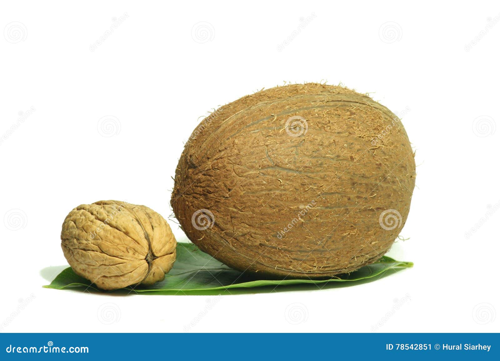 Large coconut 4 stock image. Image of closeup, object - 78542851