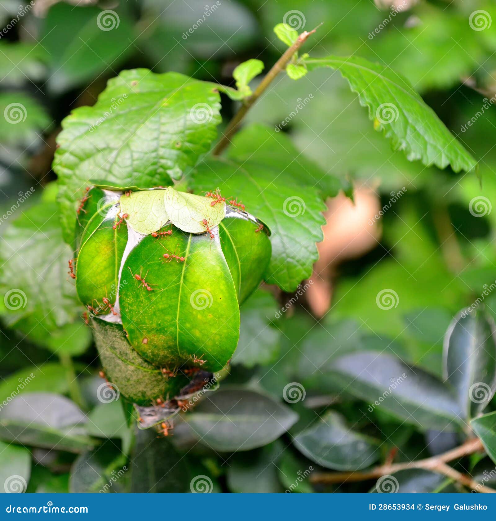 Large cocoon stock photo. Image of development, hanging - 28653934