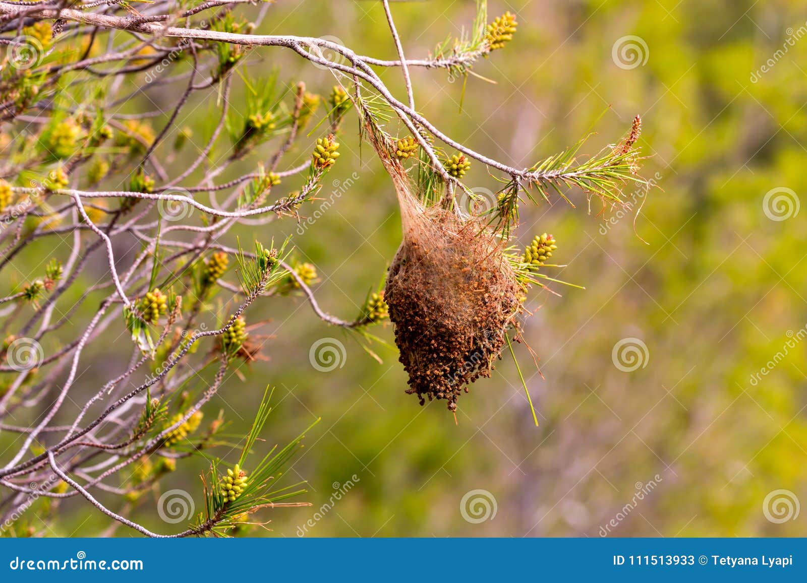 Cocoon of Caterpillars Close-up Stock Image - Image of contagion ...