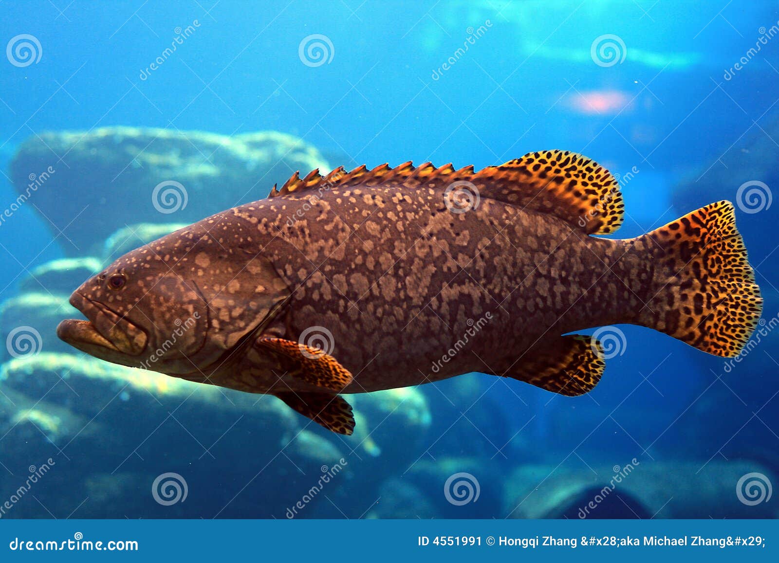 Large cod stock image. Image of sponge, huge, aquarium - 4551991