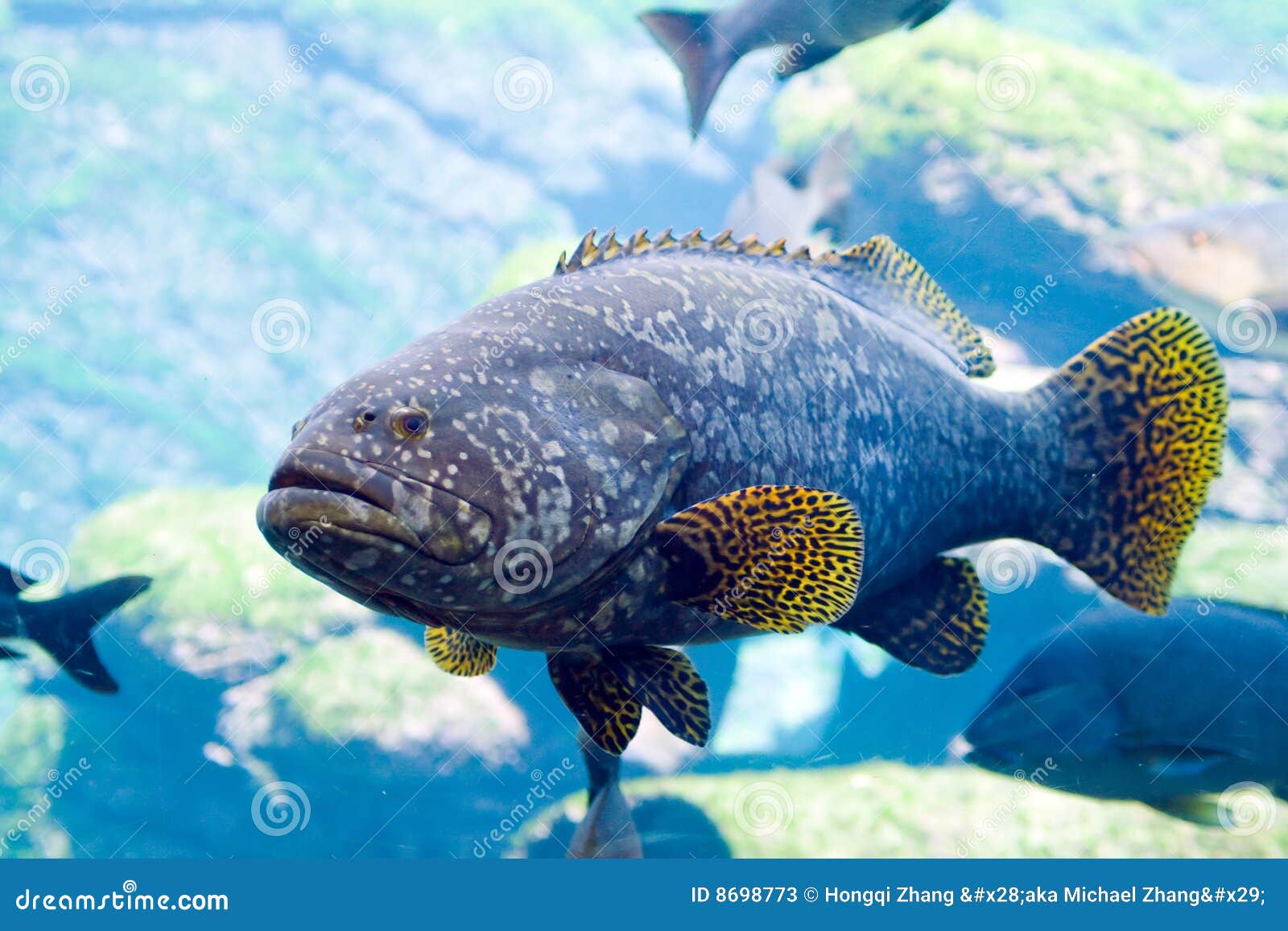 Large cod stock image. Image of snorkel, australia, swim - 8698773