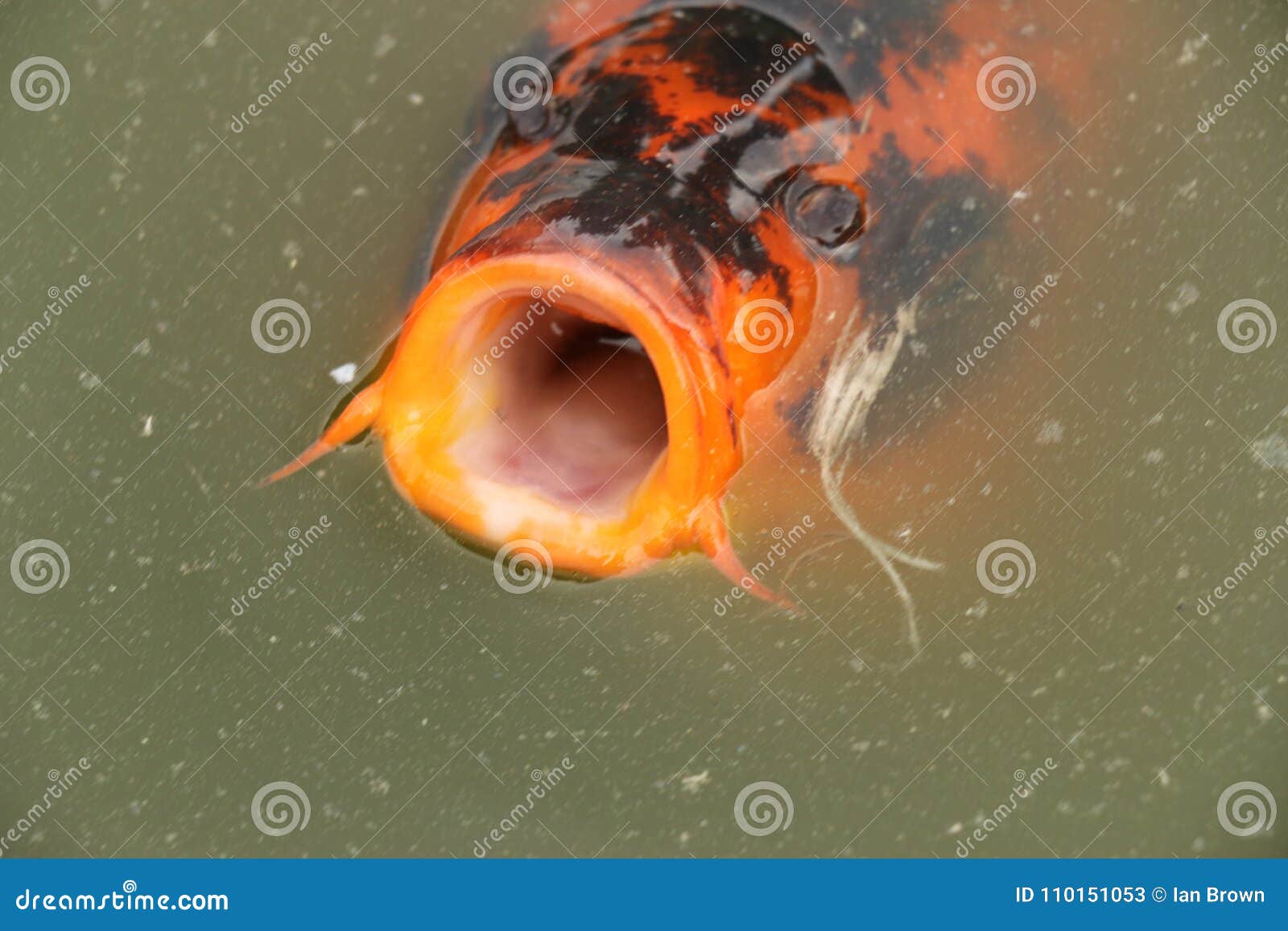 Coi carp stock image. Image of gold, barb, fish, river - 110151053