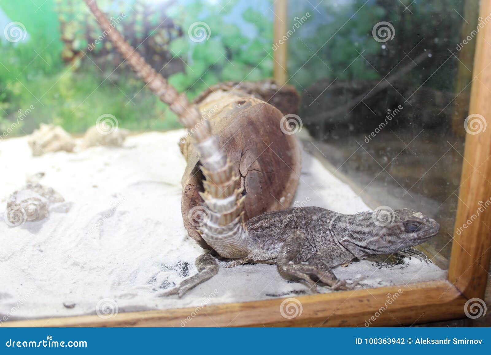 A Large Cold-blooded Lizard Stock Photo - Image of body, creature ...