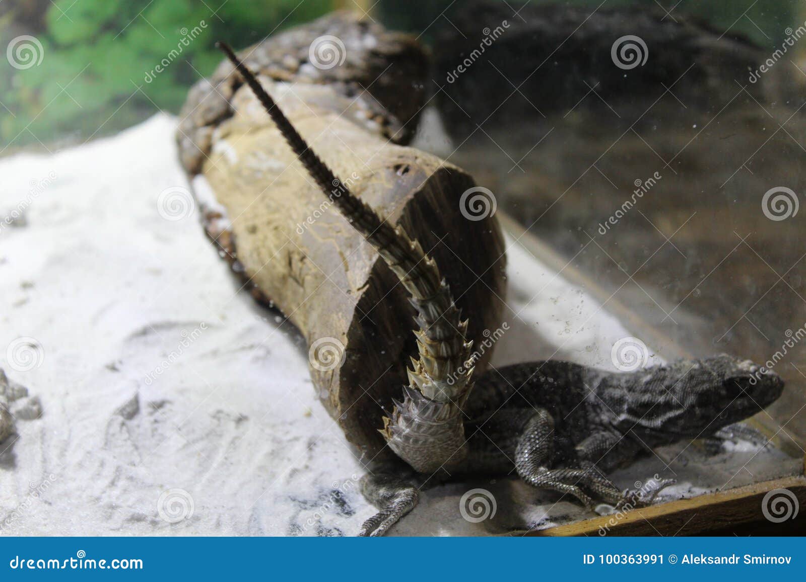 A Large Cold-blooded Lizard Stock Image - Image of blood, tree: 100363991