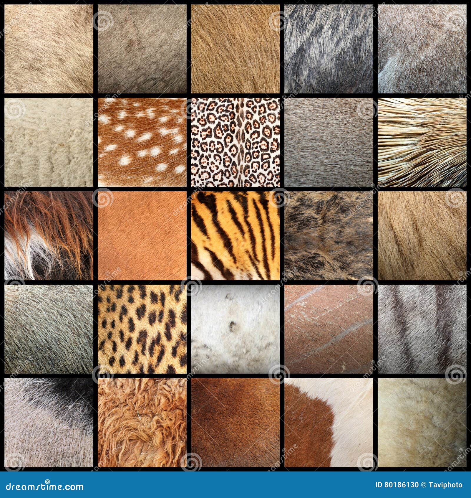 Large Collection of Animal Fur Textures Stock Photo - Image of goat ...