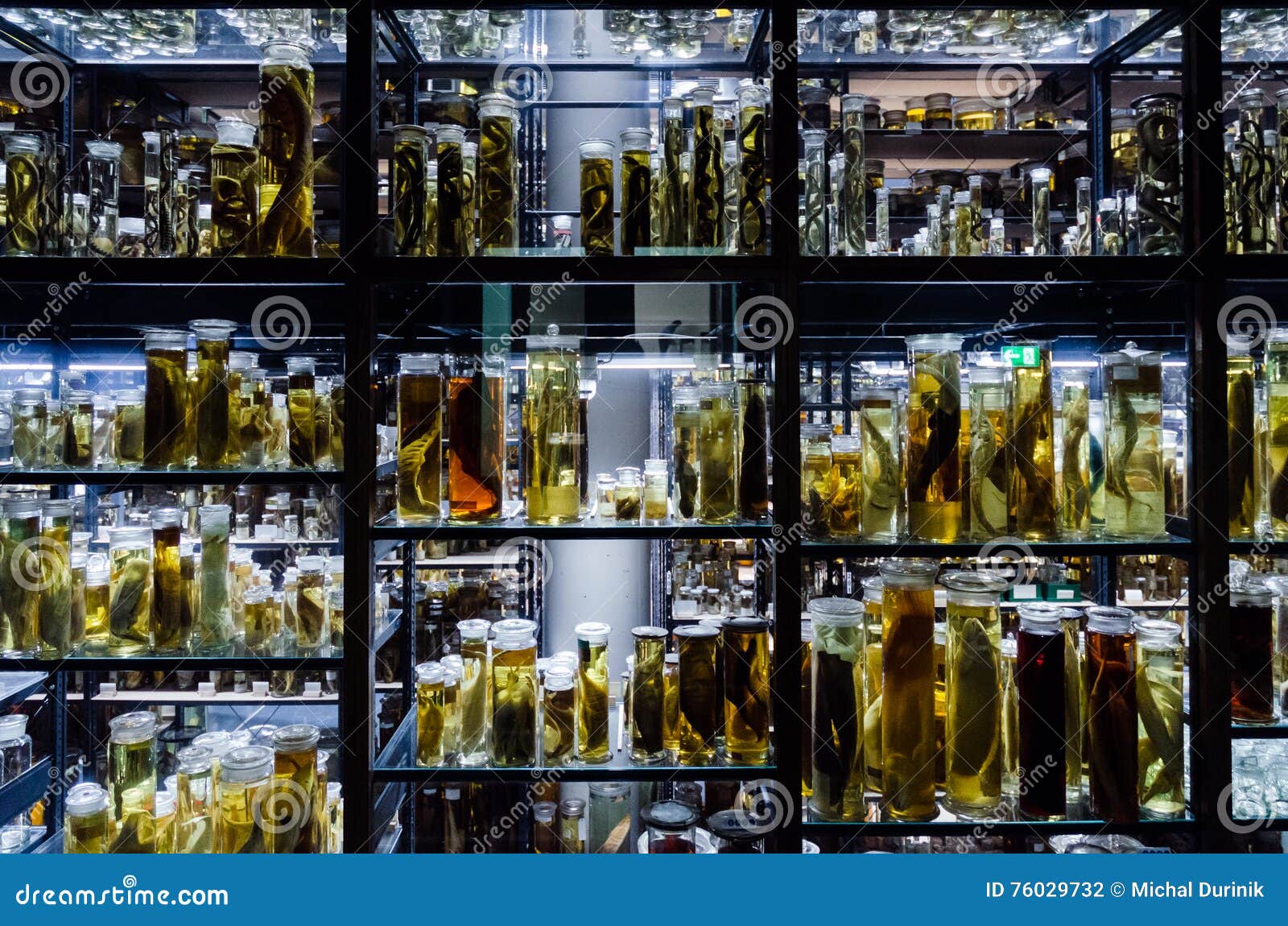 Large Collection of Animals in Alcohol Editorial Photography - Image of ...