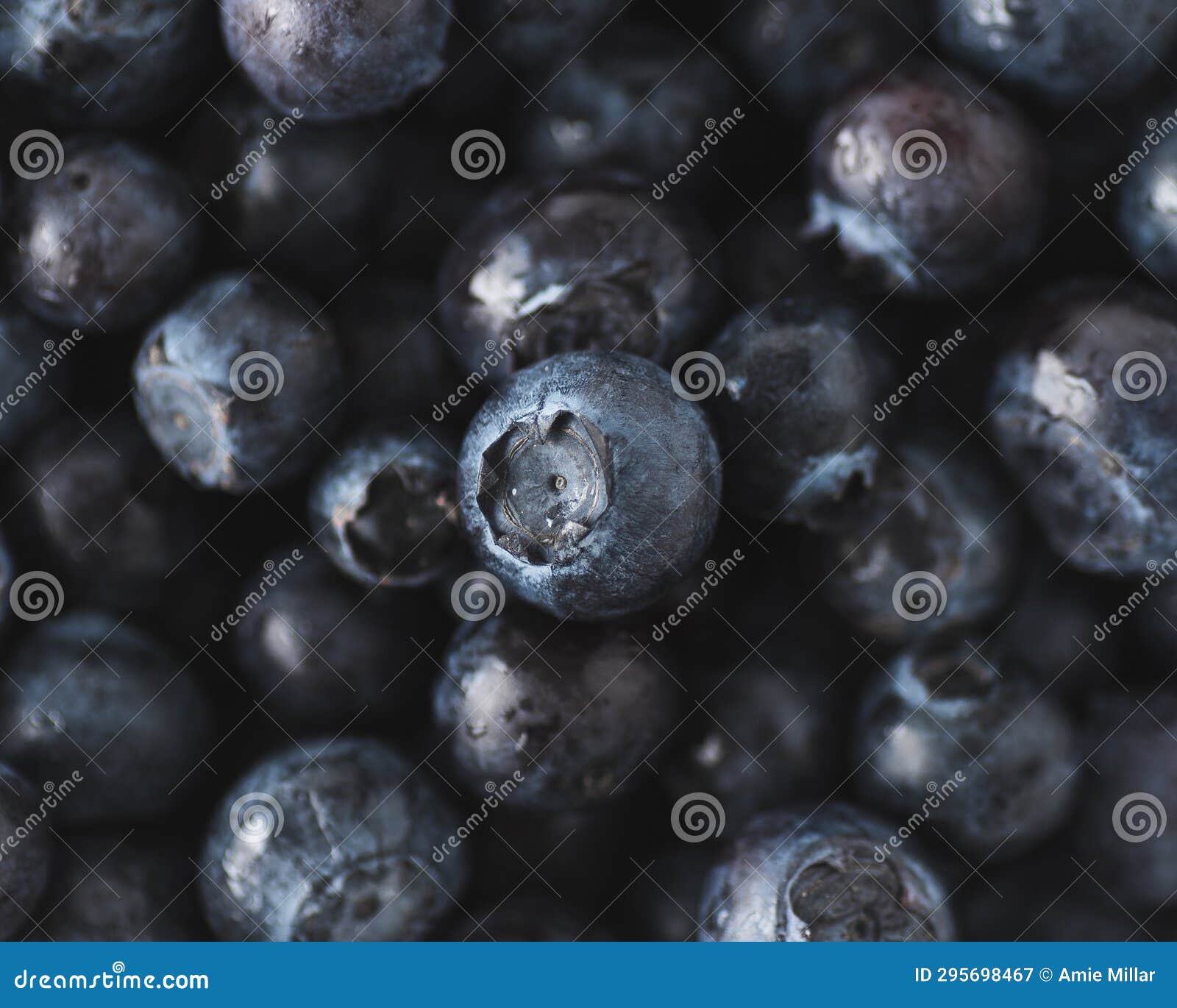 Large Collection of Blueberries Shot Close Up Stock Image - Image of ...