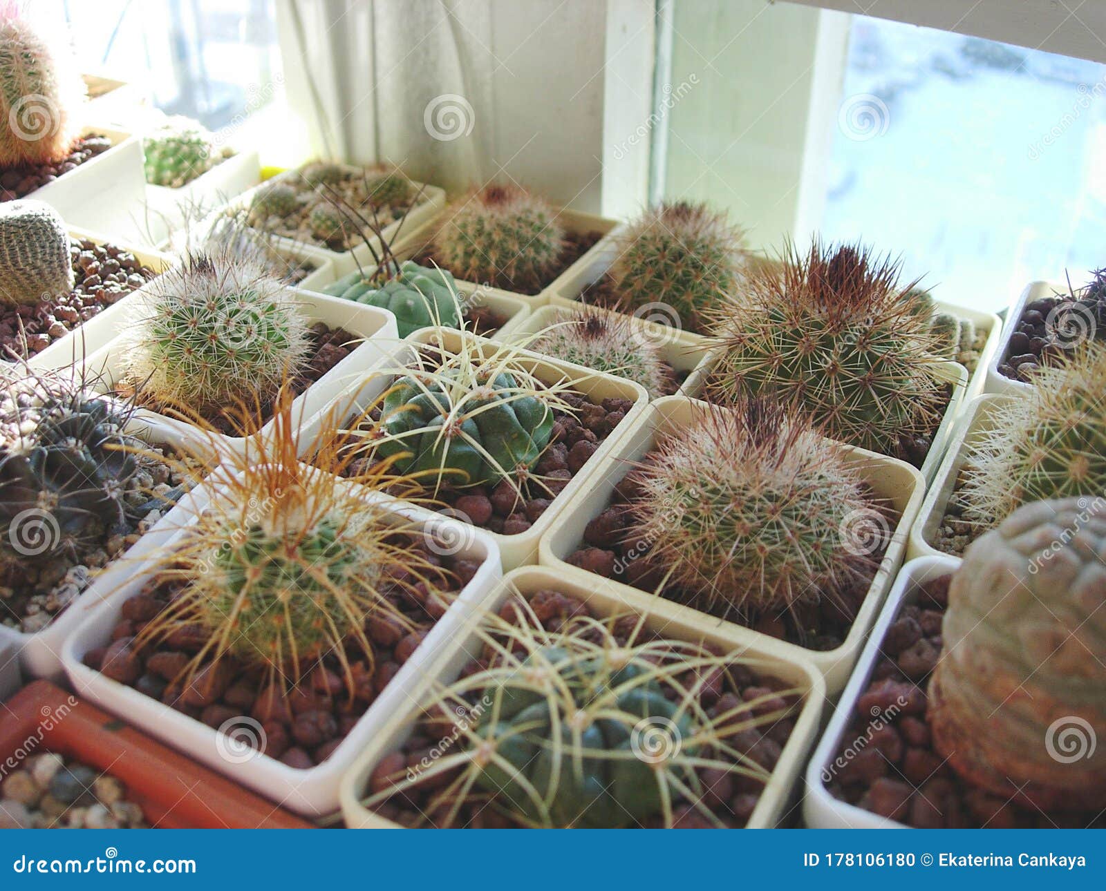 Large Collection of Different Cactus Species Cultivated in the Balcony ...