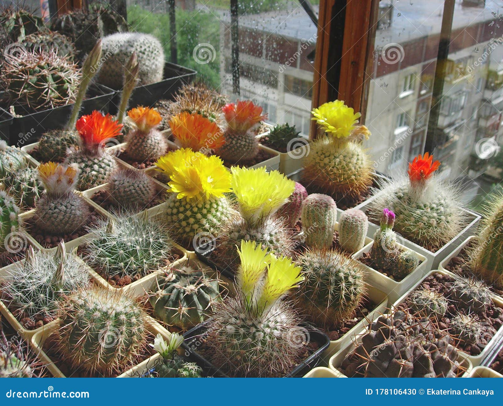 Large Collection of Different Cactus Species Cultivated in the Balcony ...