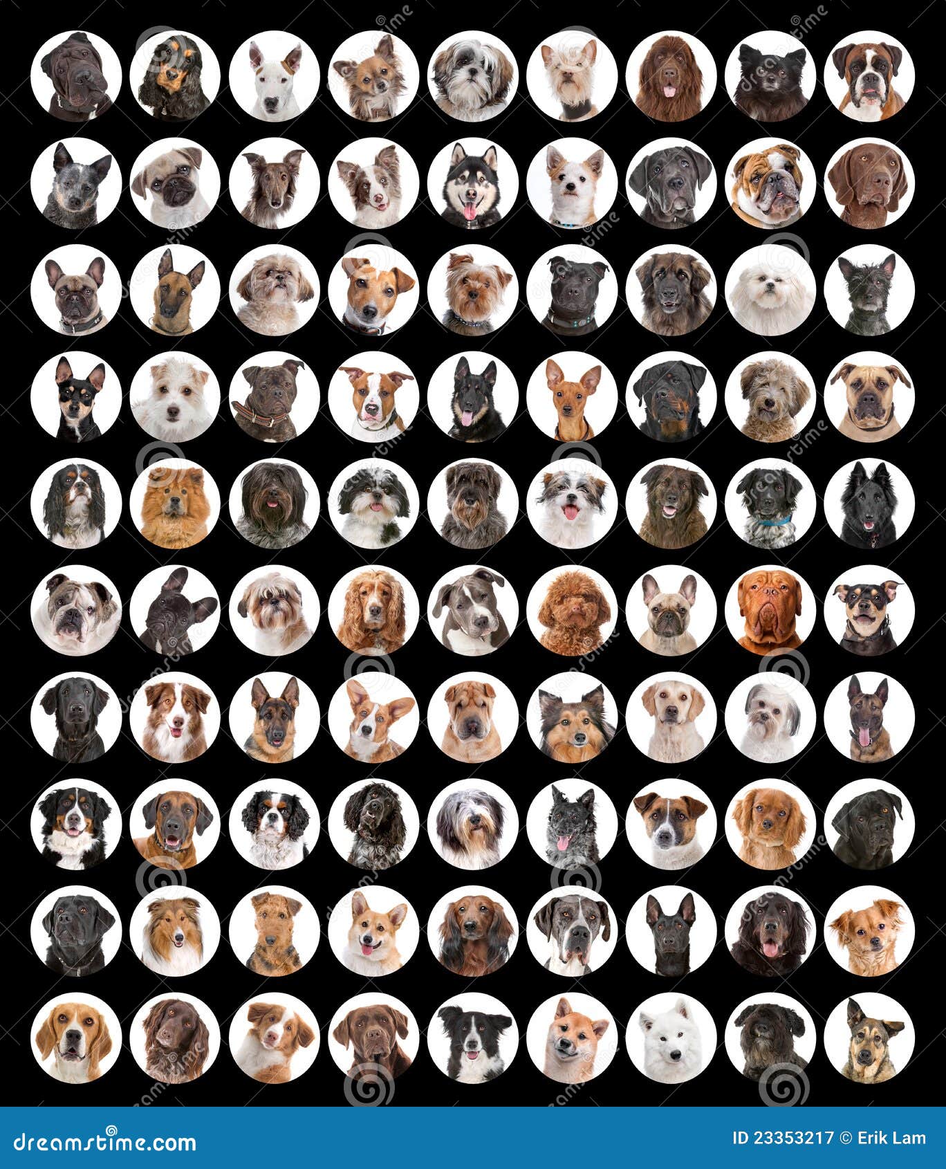 Large Collection of Dog Portraits Stock Image - Image of variation ...