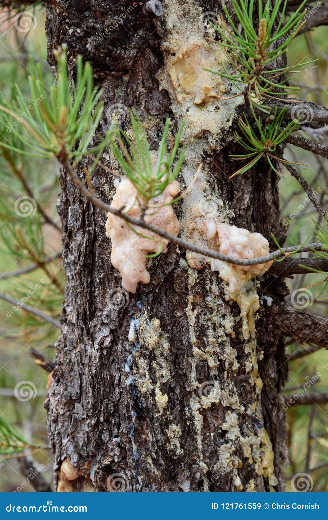 Pine Tree Hardened Sap stock image. Image of plant, resin - 121761559