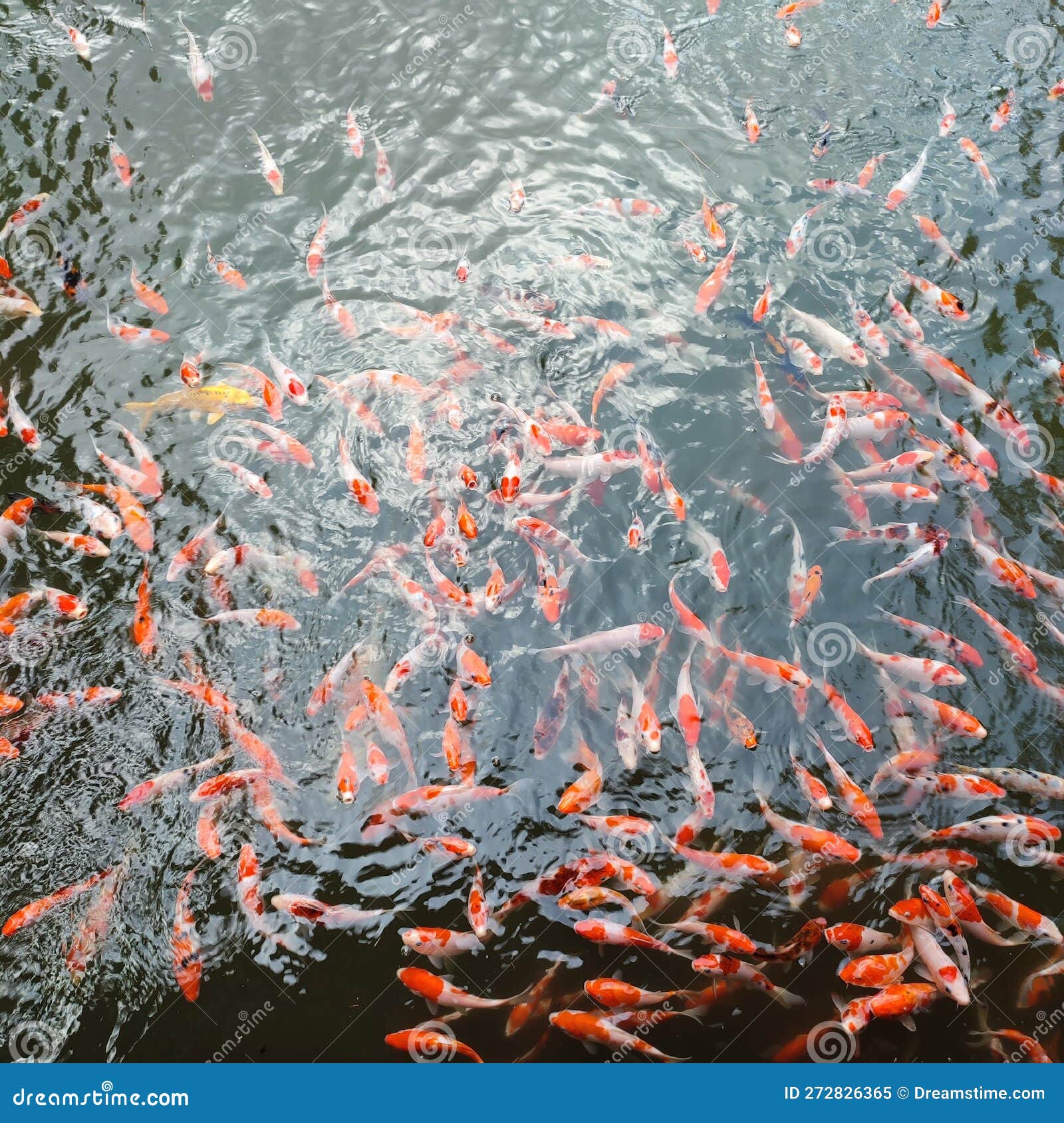 A Large Collection of Koi Fish in a Residential Pond Stock Image ...