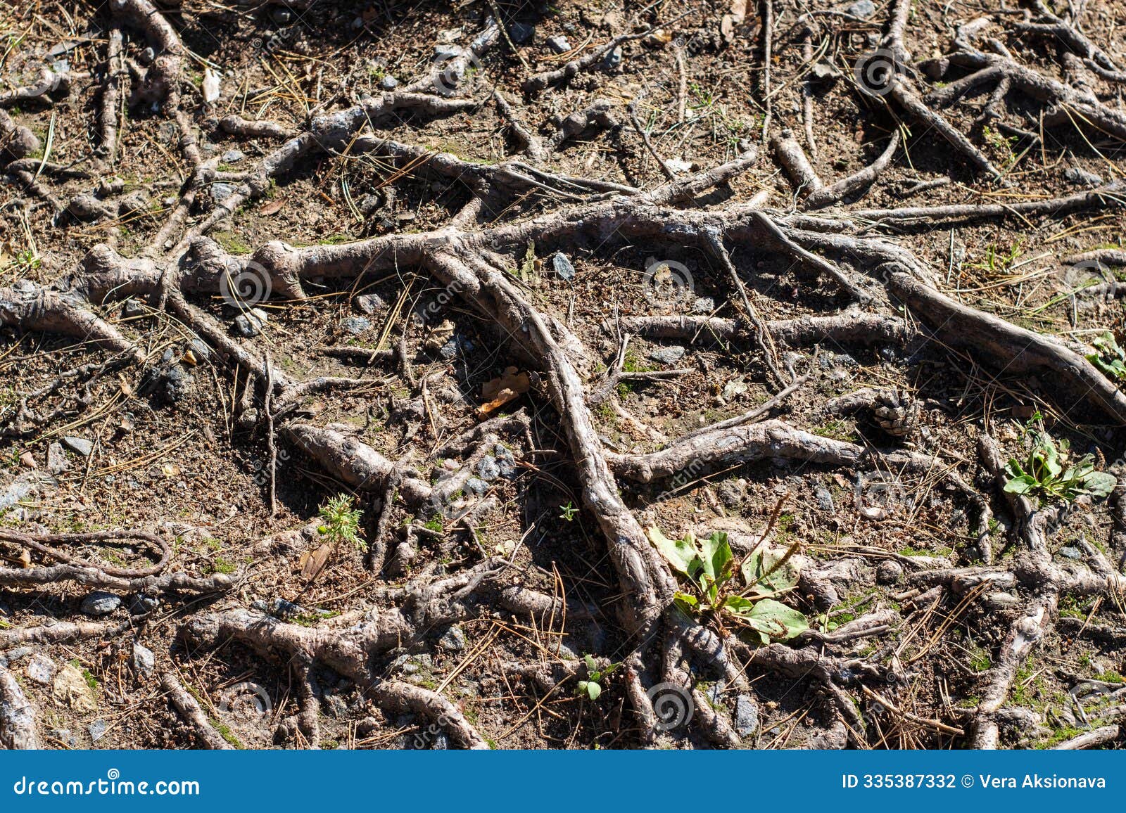 A Large Collection of Tree Roots is Sprawling Across the Ground Stock ...