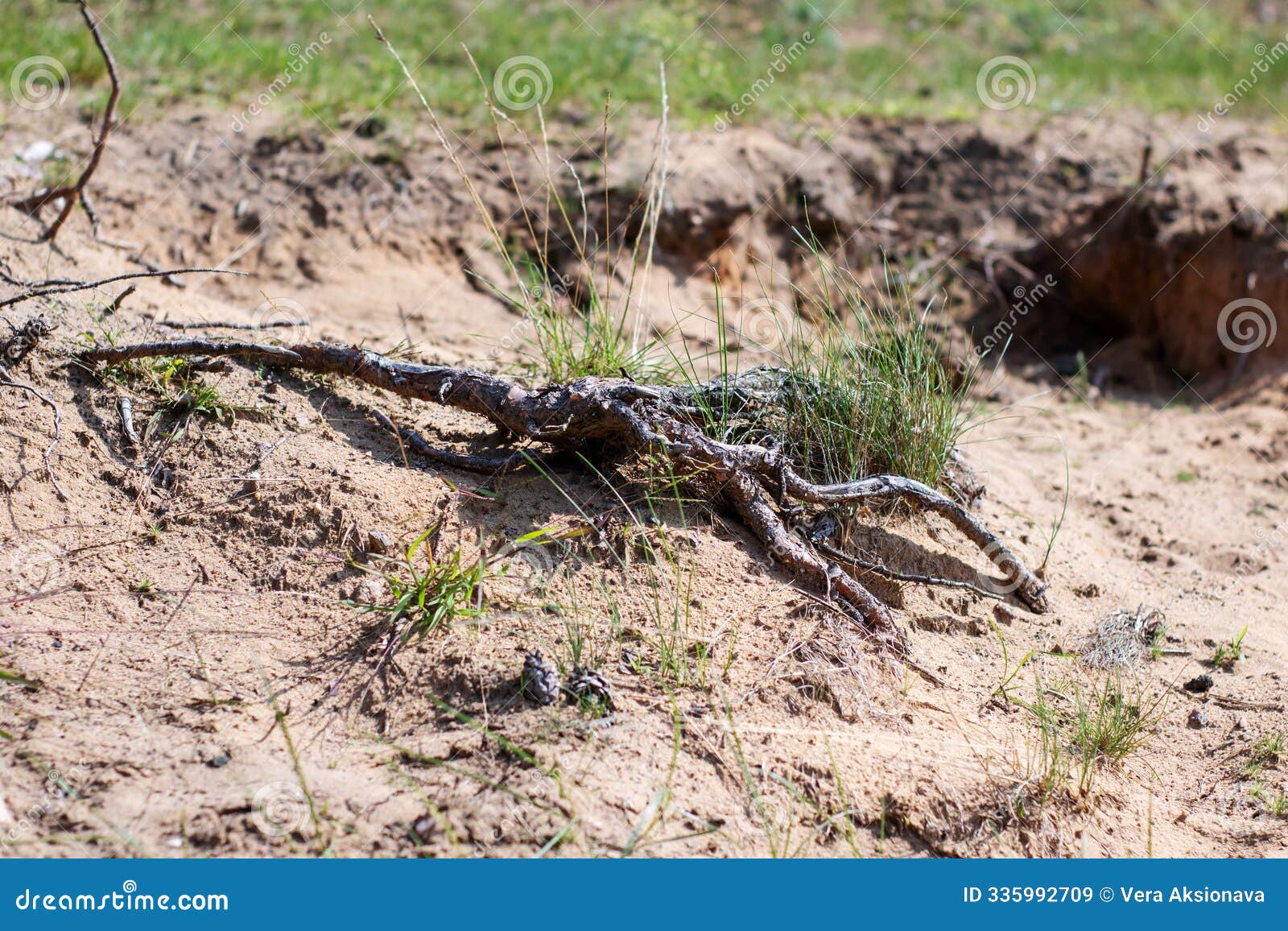 A Large Collection of Tree Roots is Sprawling Across the Ground Stock ...