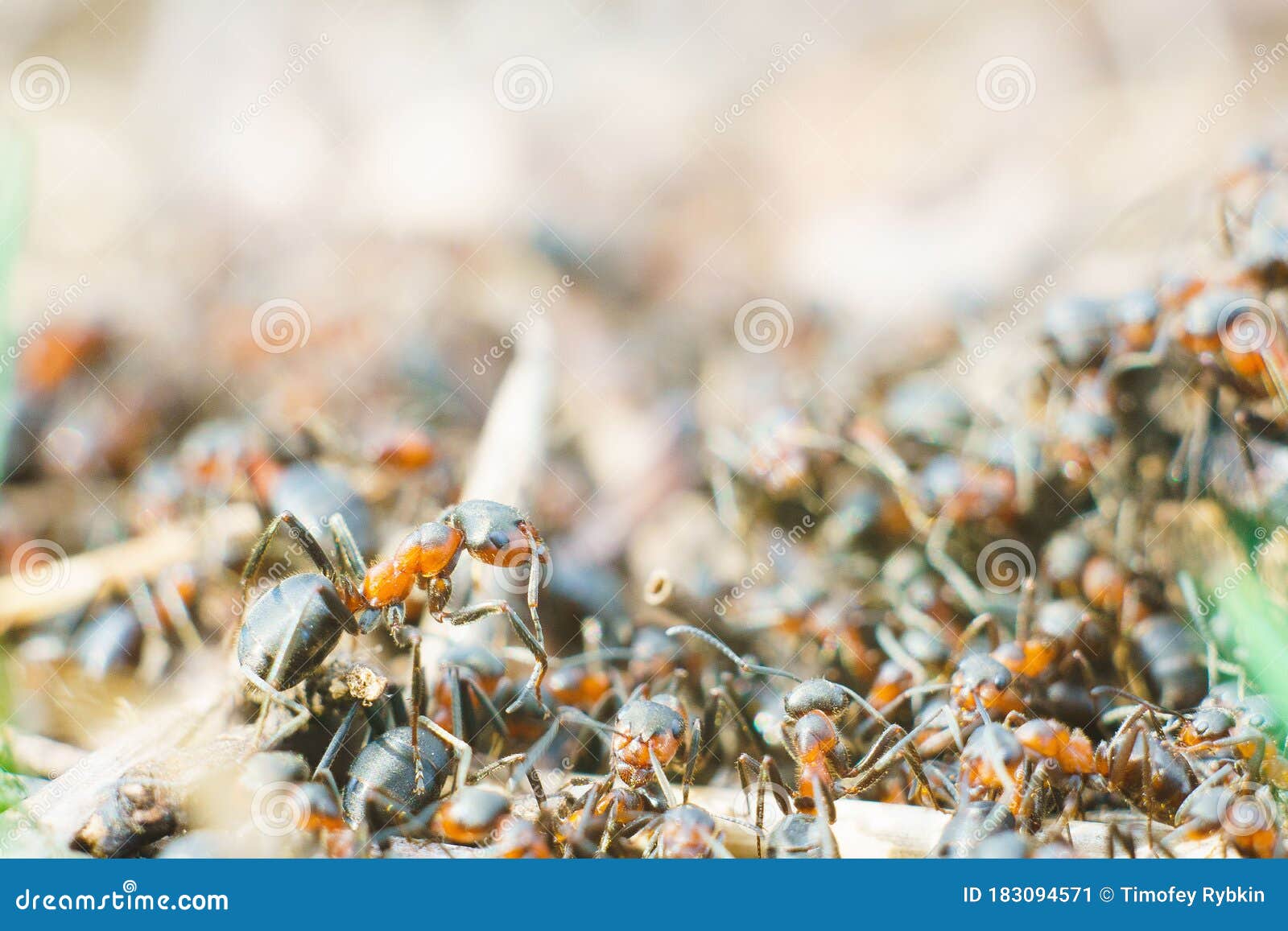 A Large Colony of Ants Work in Their Anthill. Stock Image - Image of ...