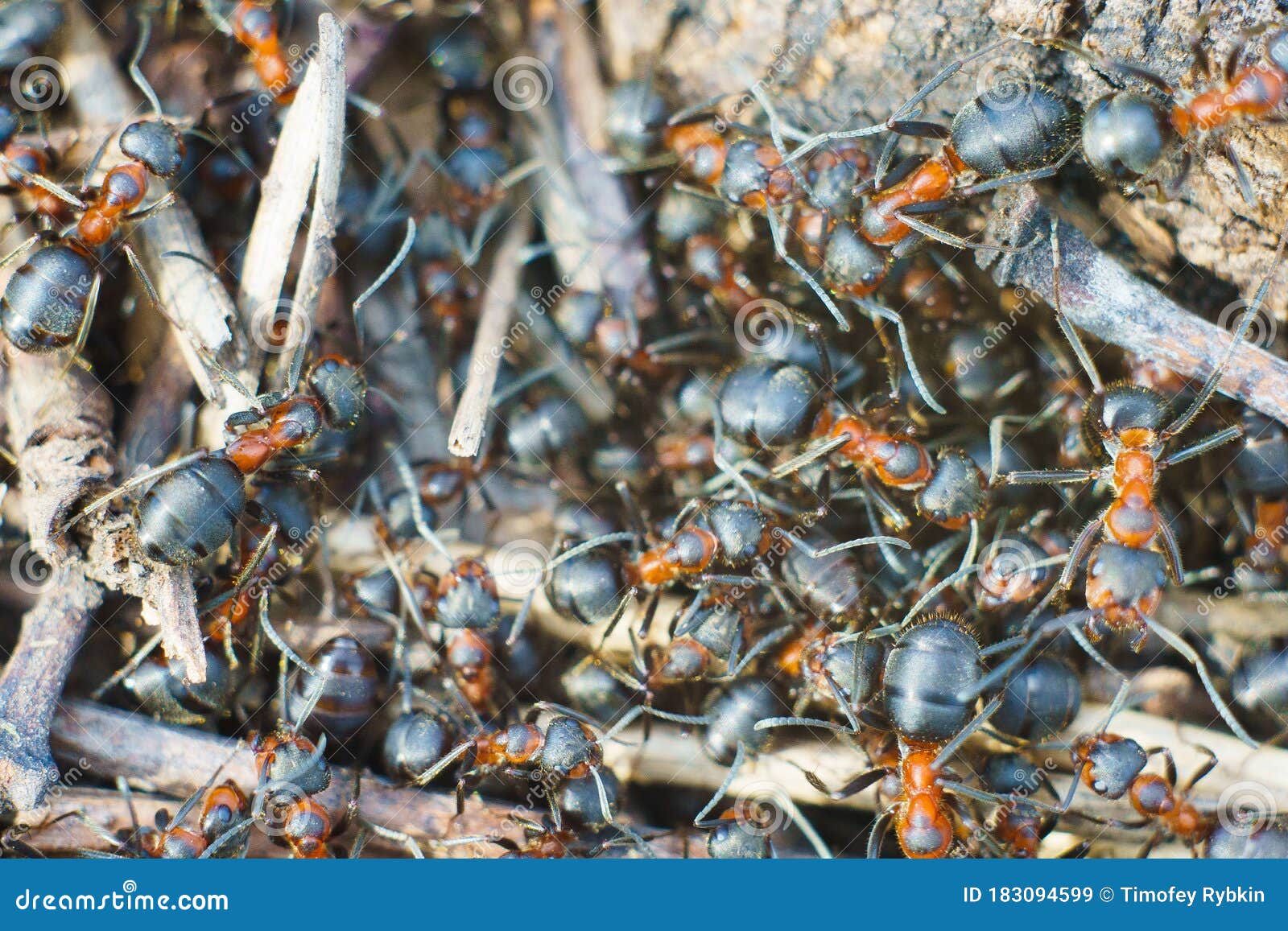 A Large Colony of Ants Work in Their Anthill. Stock Image - Image of ...