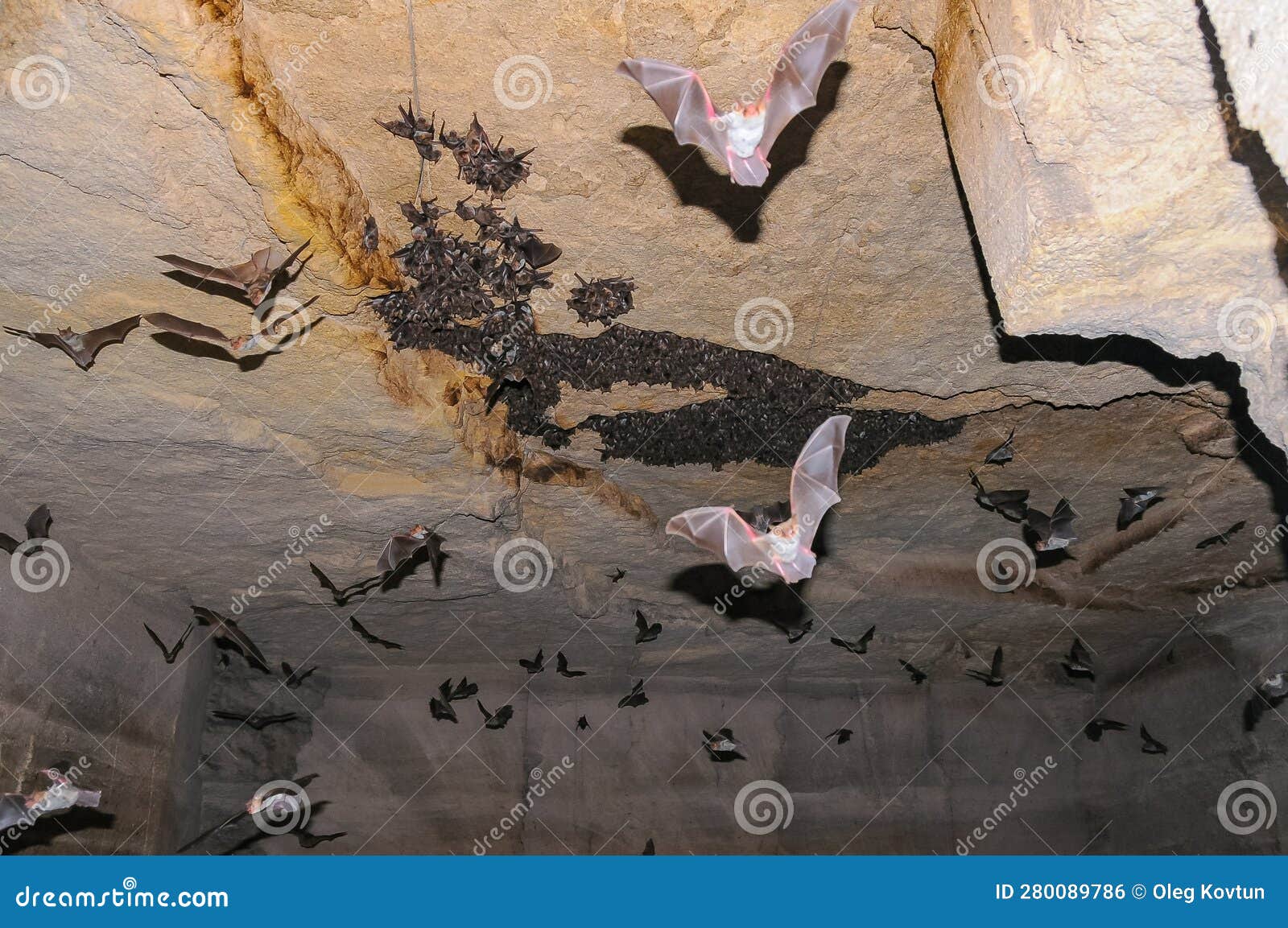 A Large Colony of Bats Resting during the Day in the Catacombs of ...