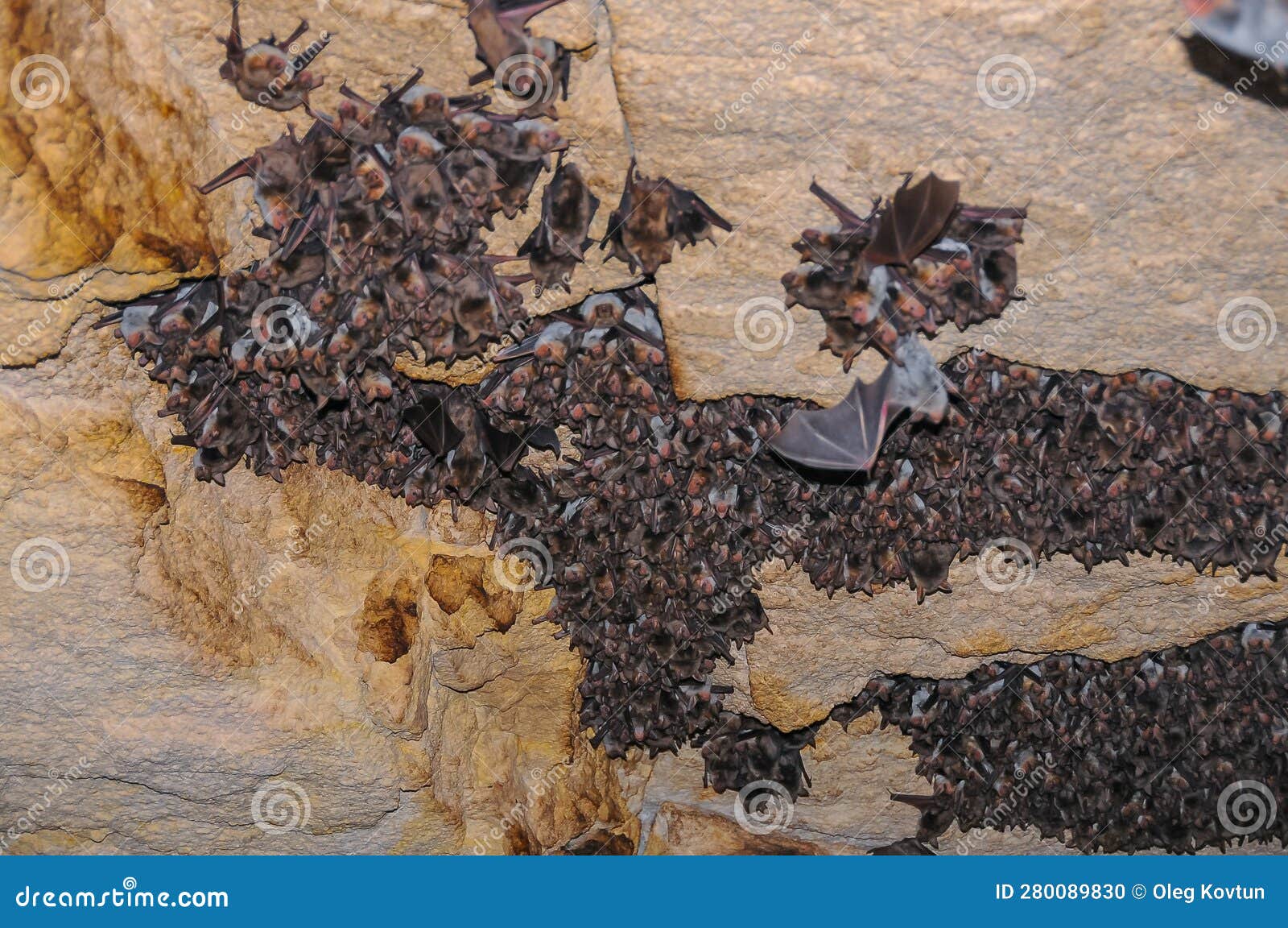 A Large Colony of Bats Resting during the Day in the Catacombs of ...