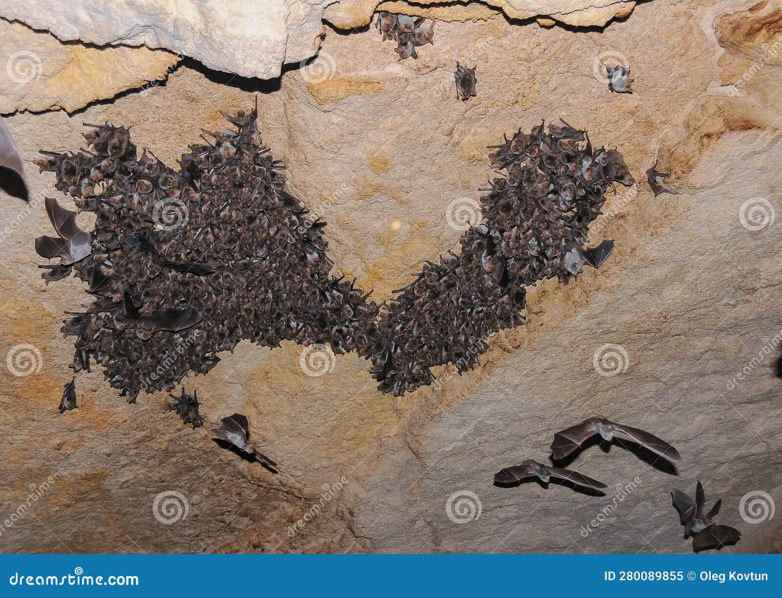 A Large Colony of Bats Resting during the Day in the Catacombs of ...