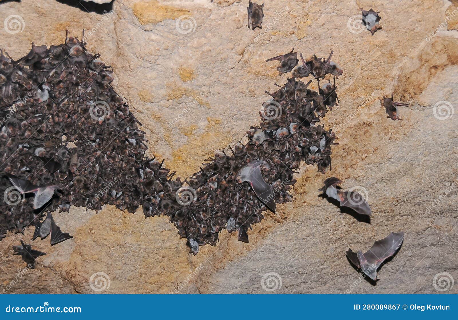 A Large Colony of Bats Resting during the Day in the Catacombs of ...