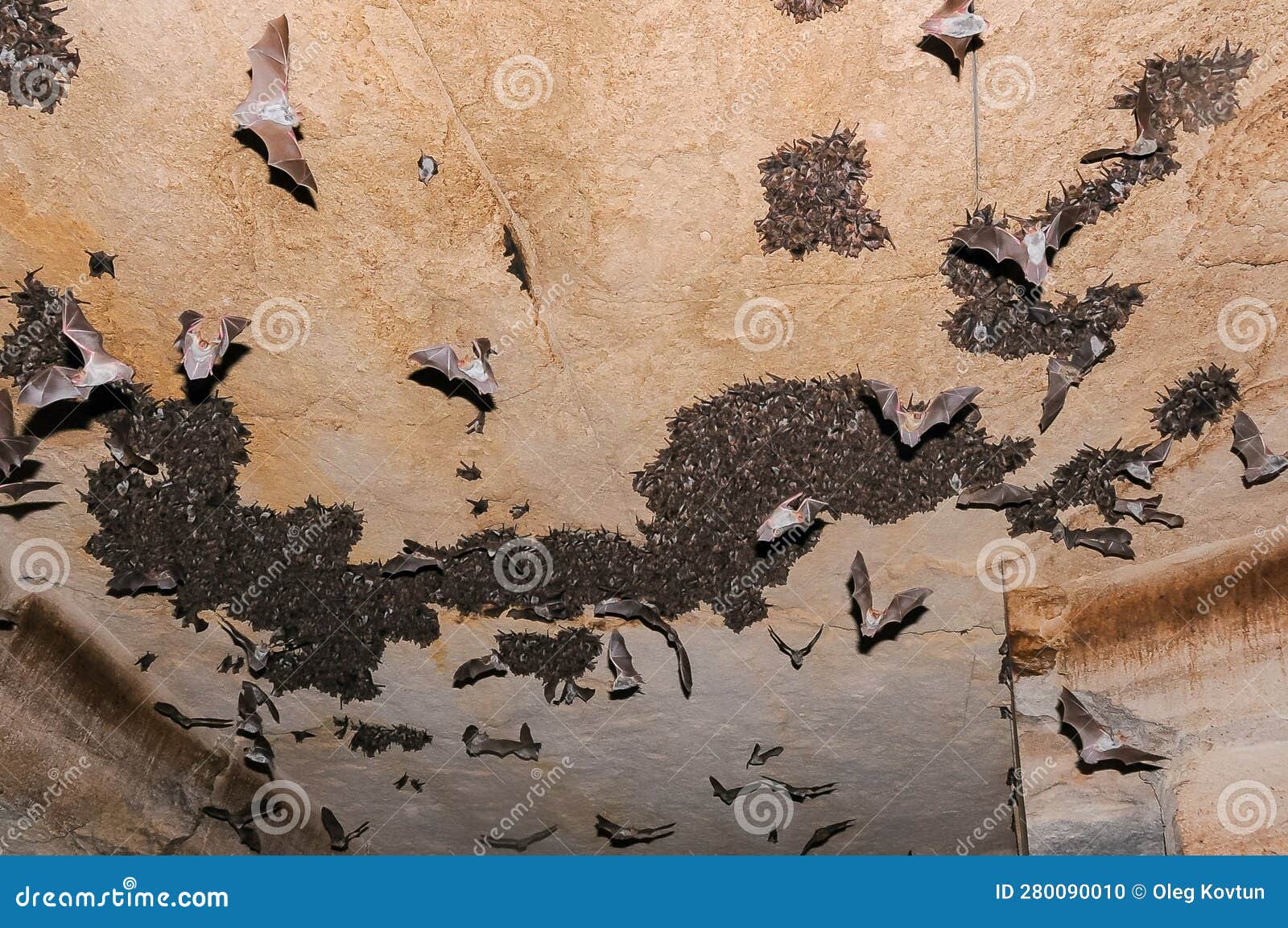 A Large Colony of Bats Resting during the Day in the Catacombs of ...