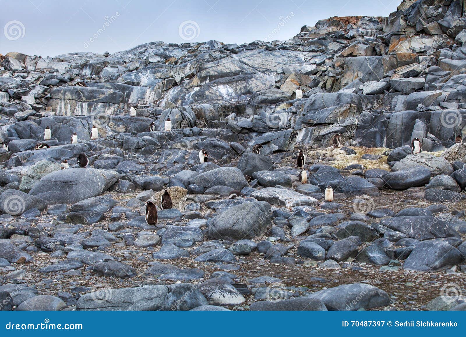 Large Colony of Gentoo Penguins on the Rocks in Antarctica Stock Image ...