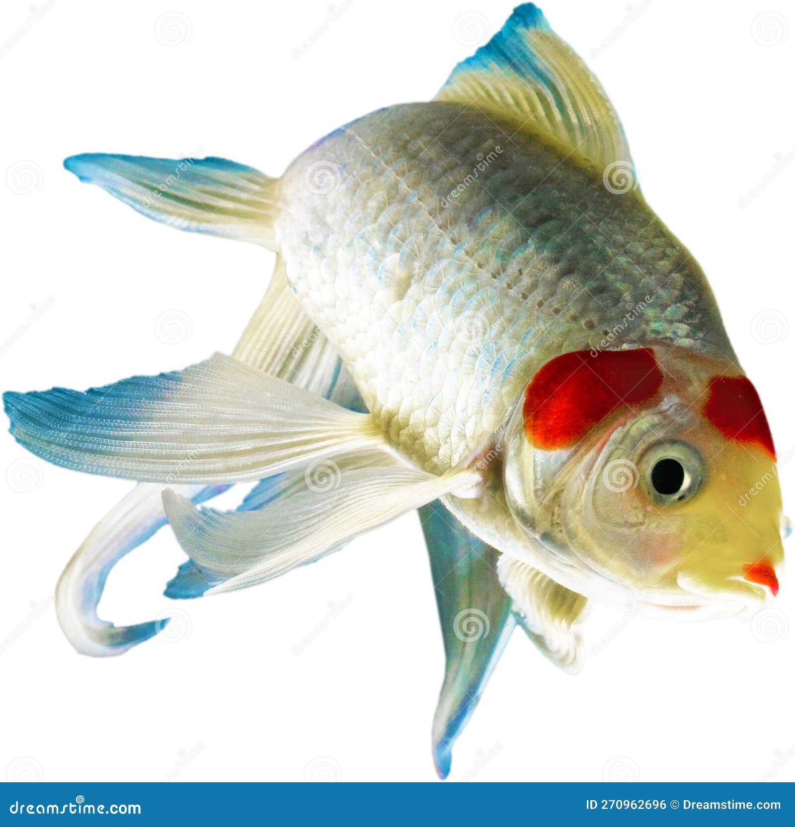 Large White Fish Looking at the Camera Stock Photo - Image of studying ...