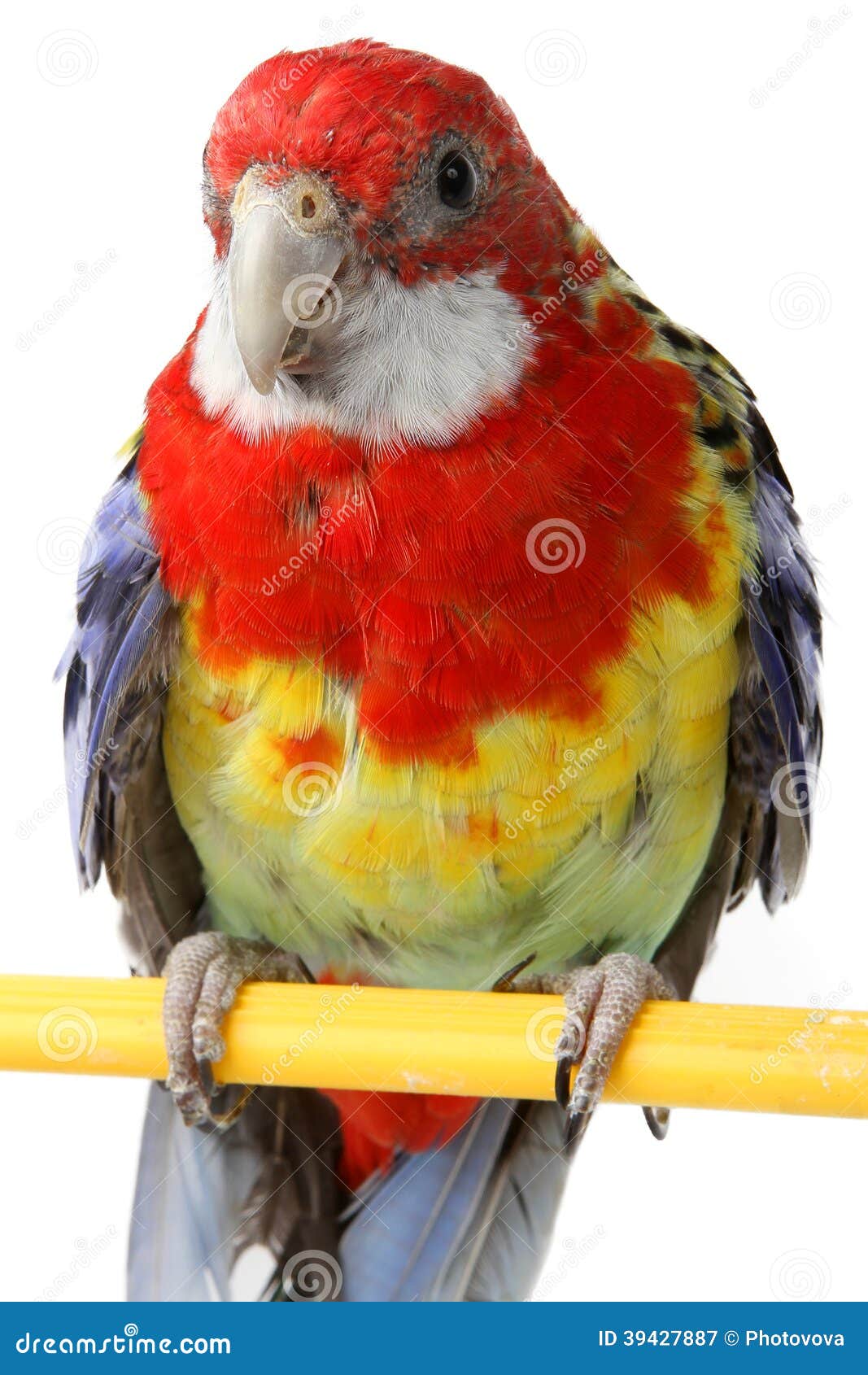 Large colorful parrot stock image. Image of parrot, animal - 39427887