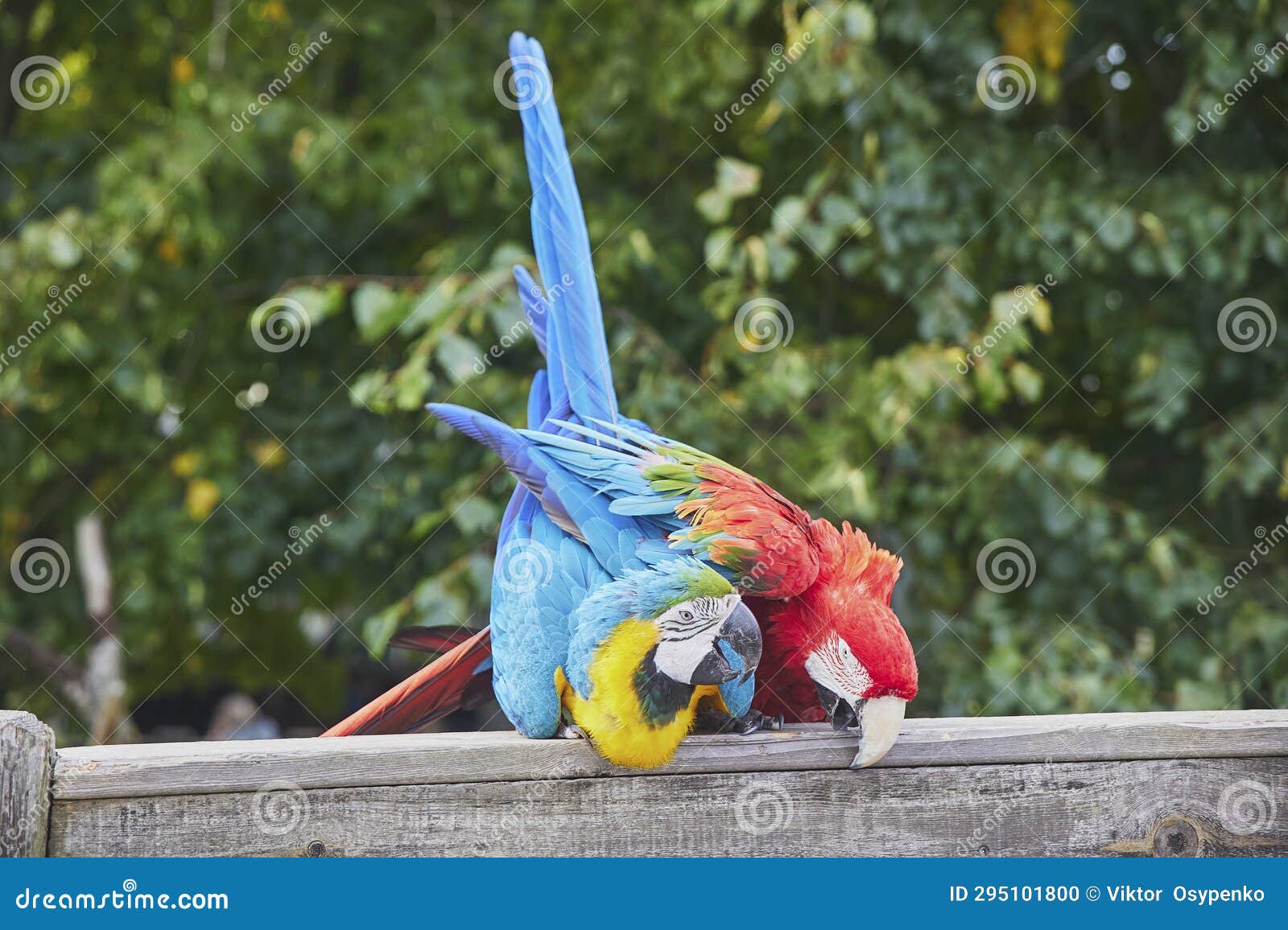 Large Colorful Parrots Mating on the Fence Stock Photo - Image of ...