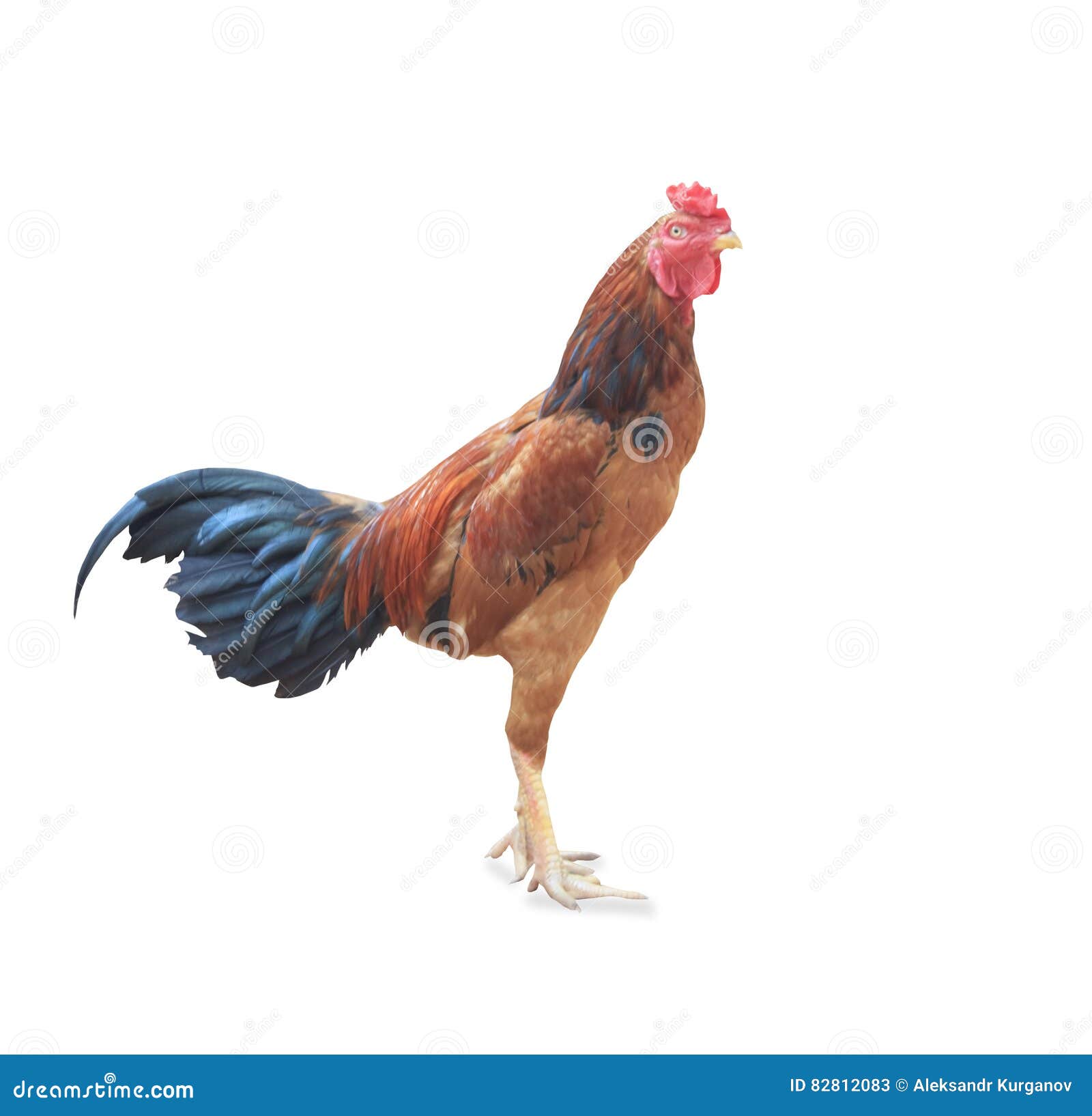Large Colorful Rooster Standing Stock Image - Image of chick, beak ...