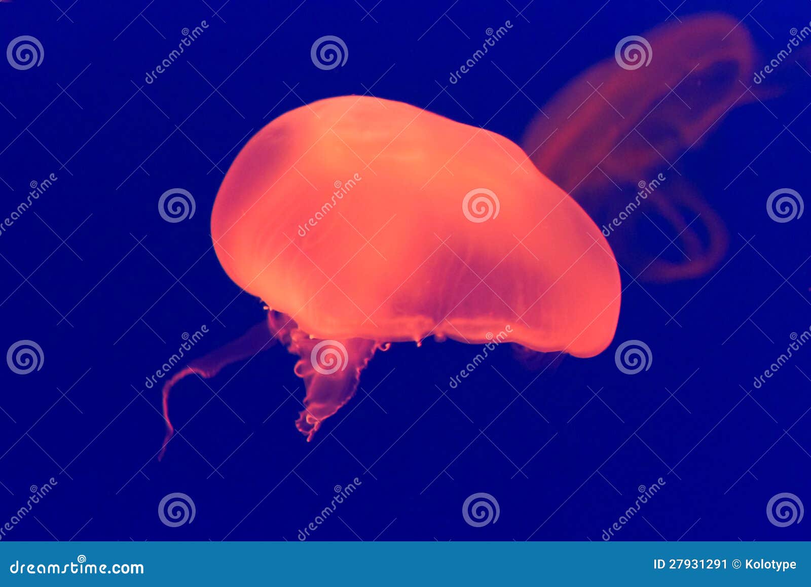 Large Colourful Orange Jelly Fish Stock Image - Image of jellyfish ...