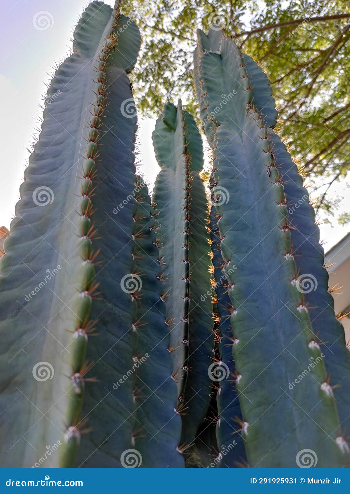 Large Columnar Cactus, Upright Standing Peruvian Apple Cactus Stock ...